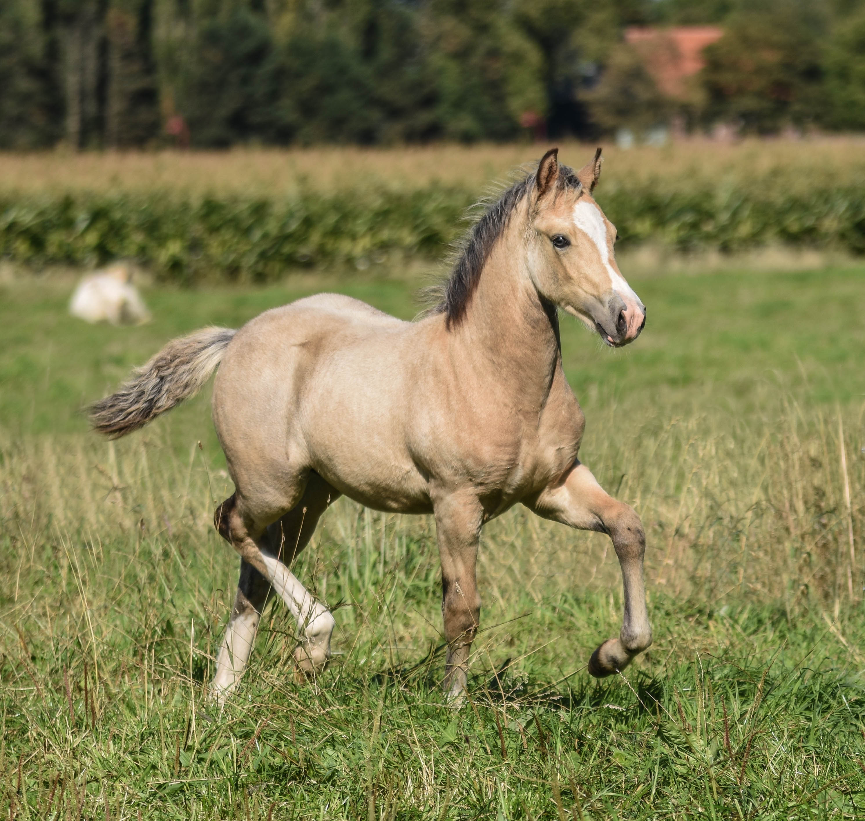WELSH COB falbe hengstfohlen aus Roayl Welsh Winner | Bokt.nl