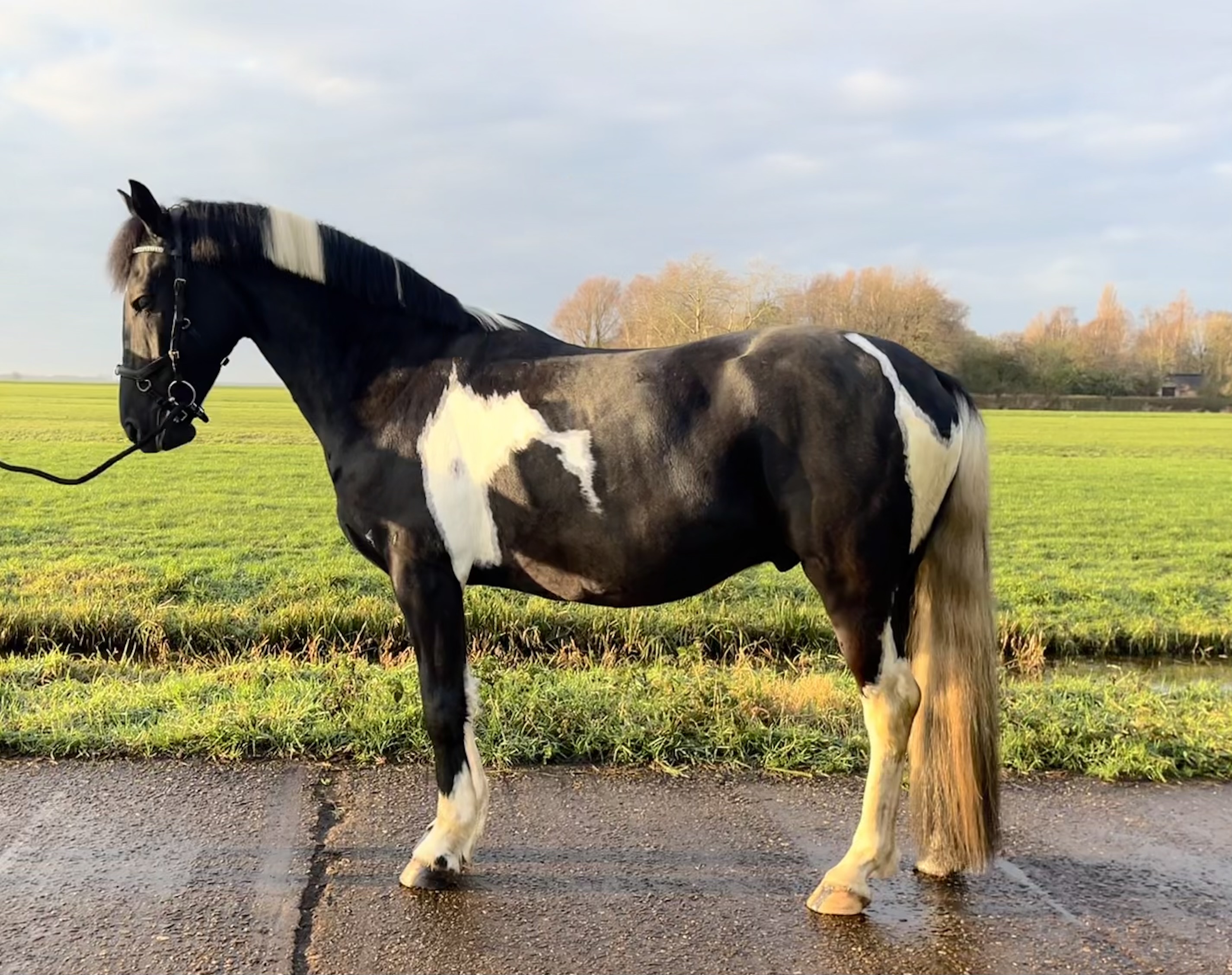 Zwart-bonte ruin, 7 jaar, e-pony te koop | Bokt.nl