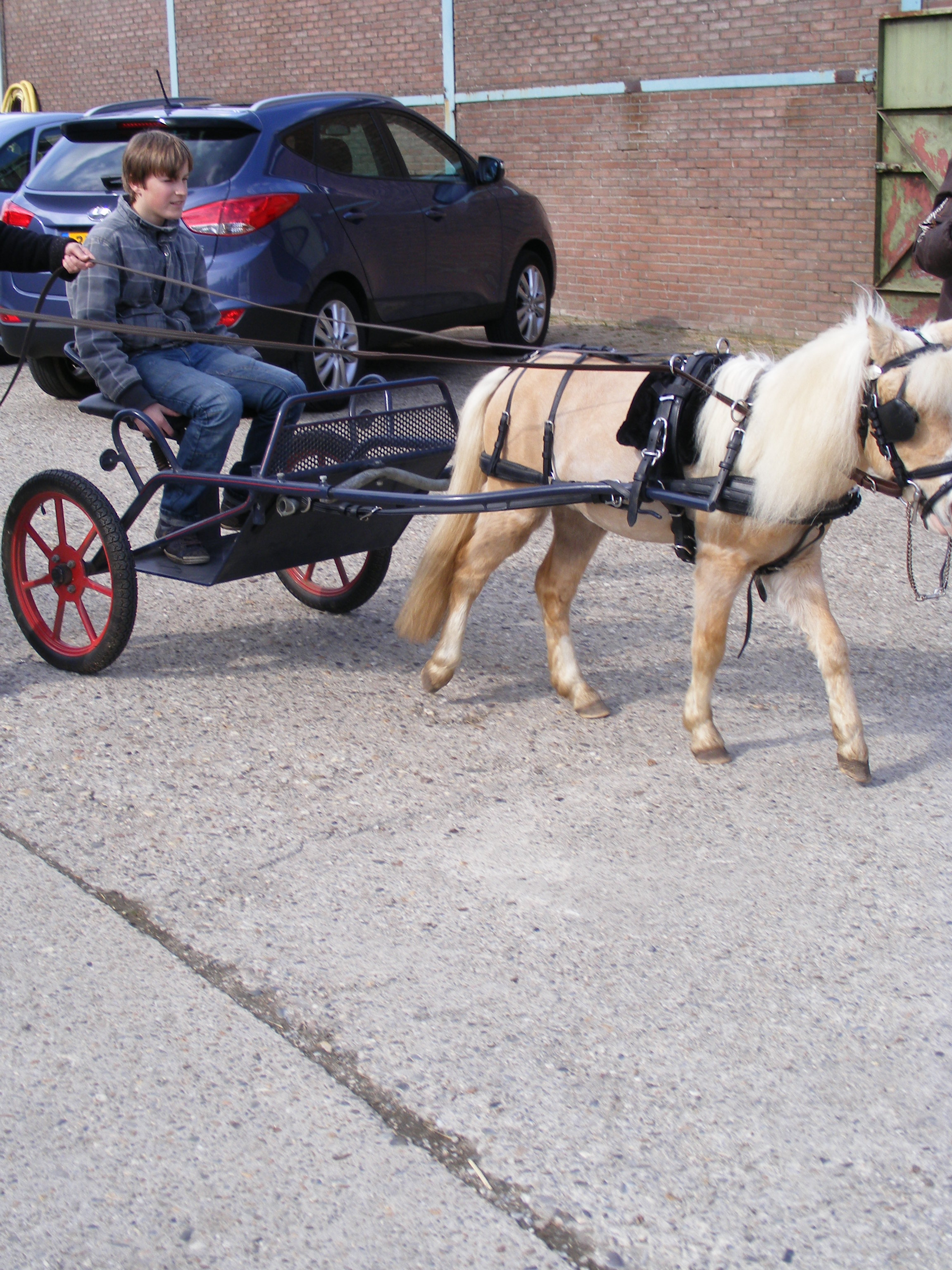 kwaliteits sulky voor de mini shet,shetlander, of mini paard | Bokt.nl