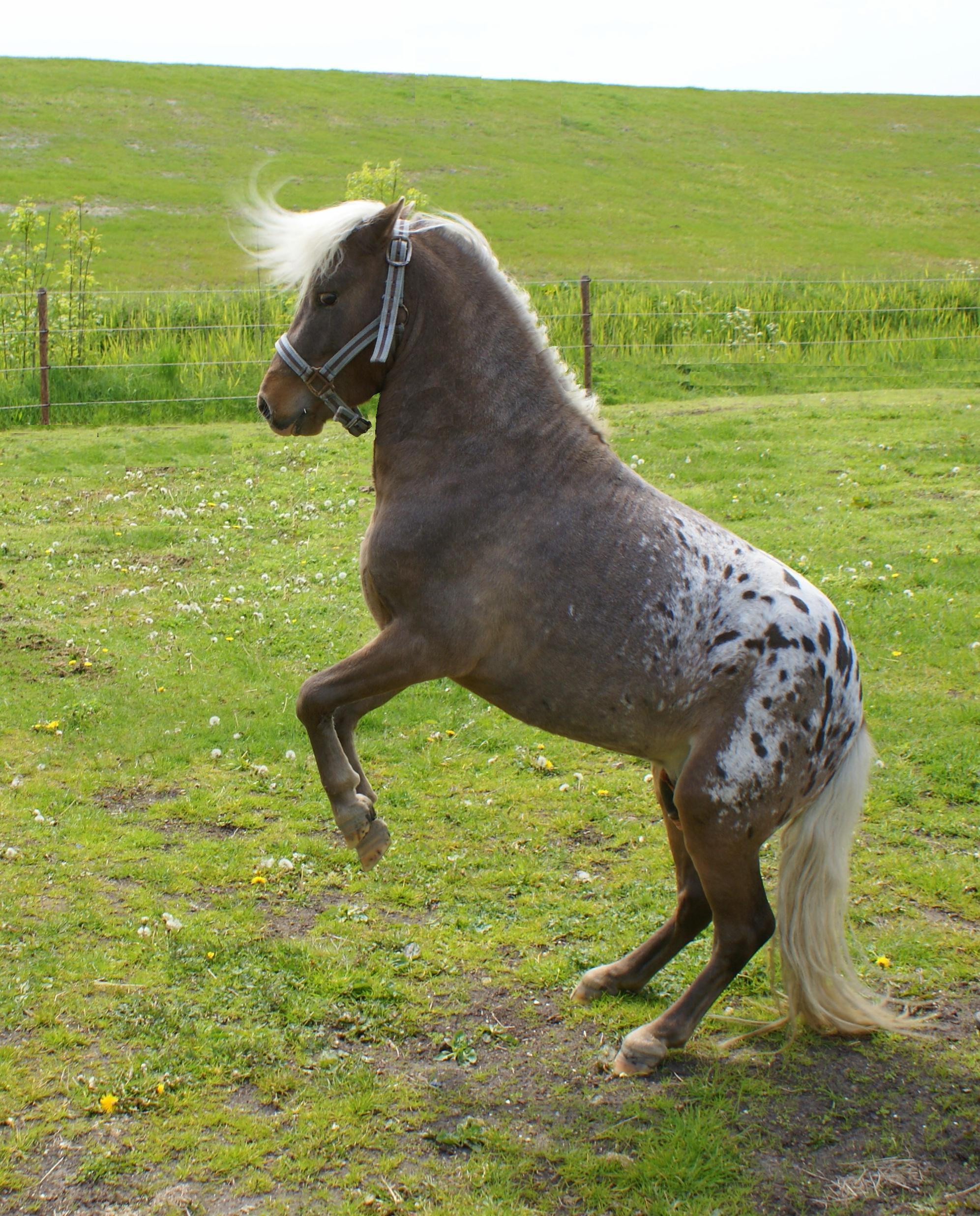 Ter Dekking Silver Bay Appaloosa NMPRS hengst | Bokt.nl