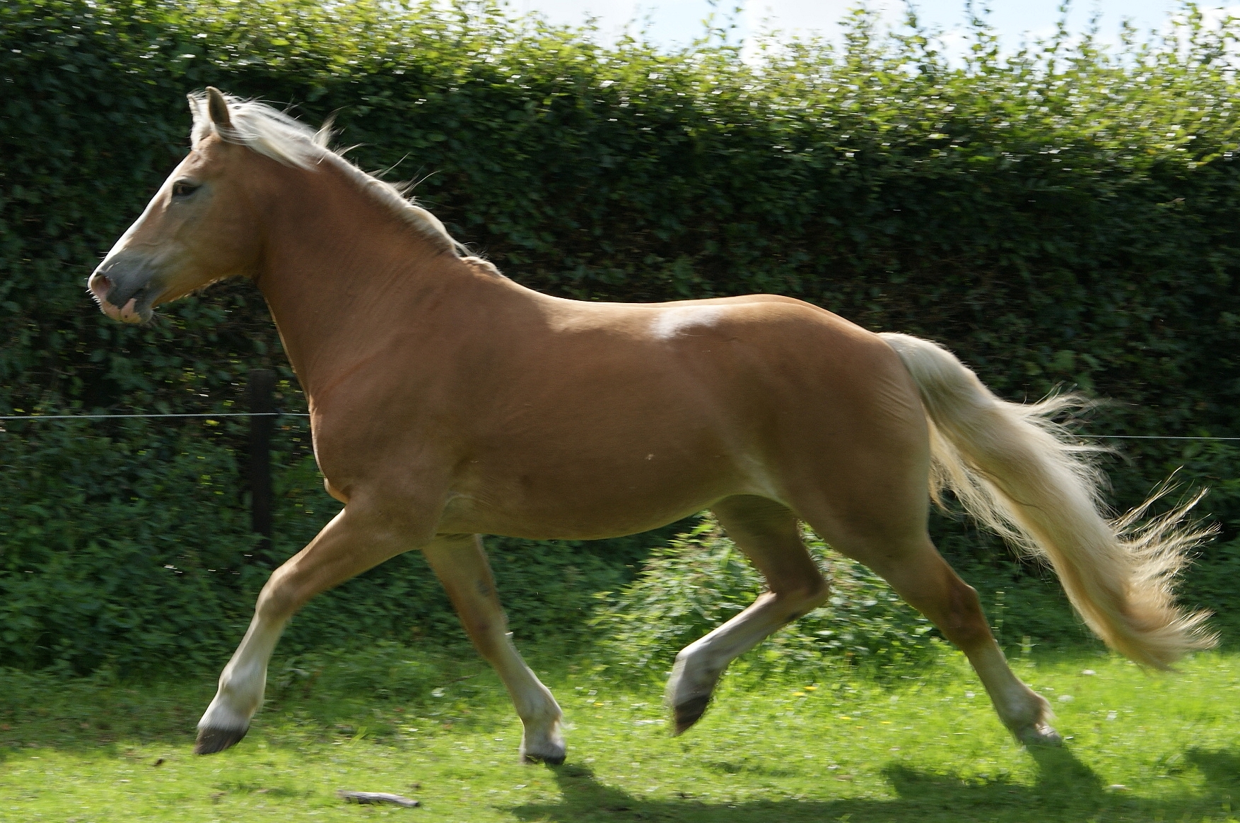 Lieve haflinger merrie veulen | Bokt.nl