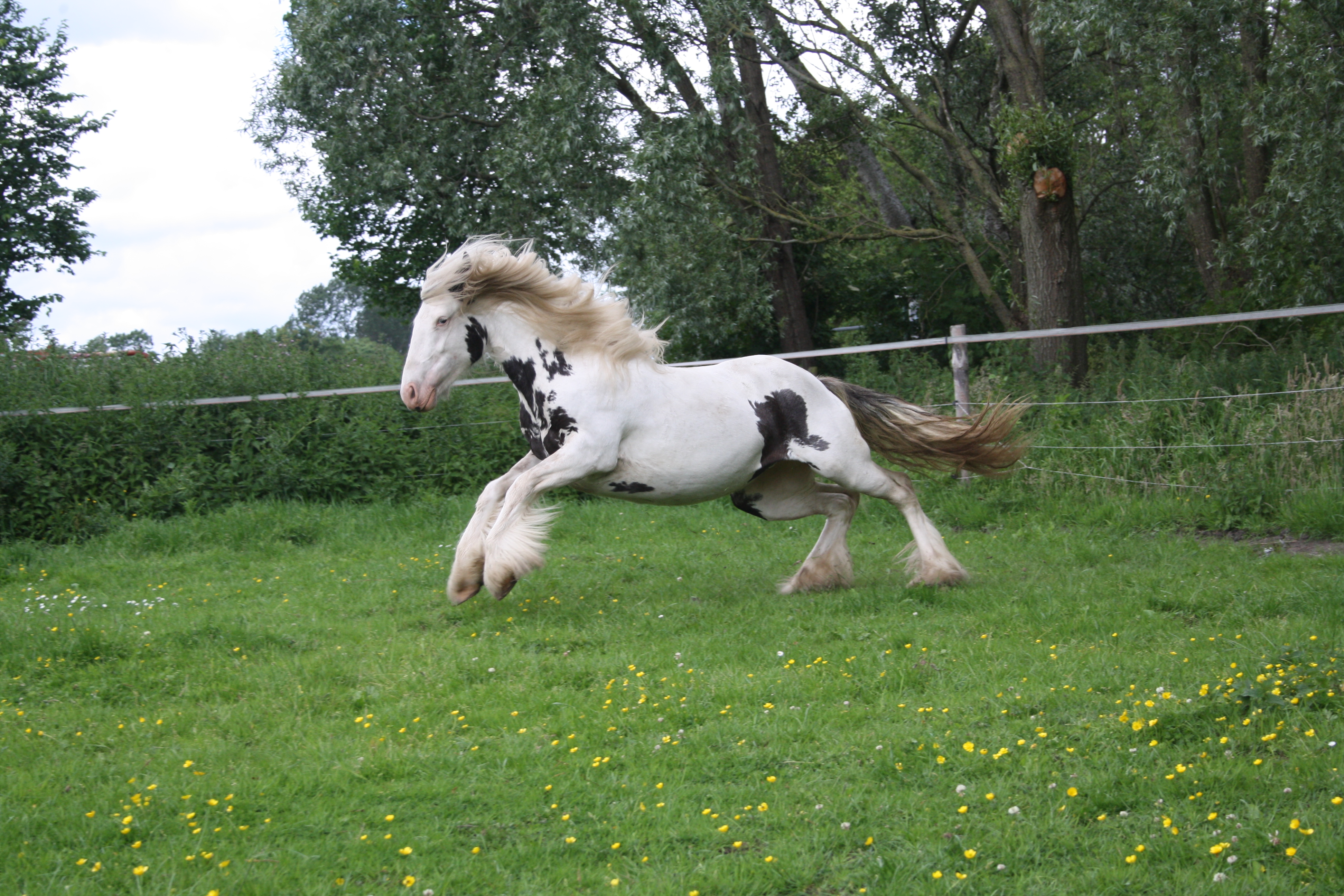 Prachtige tinker merrie met unieke tekening! *eye catcher* | Bokt.nl