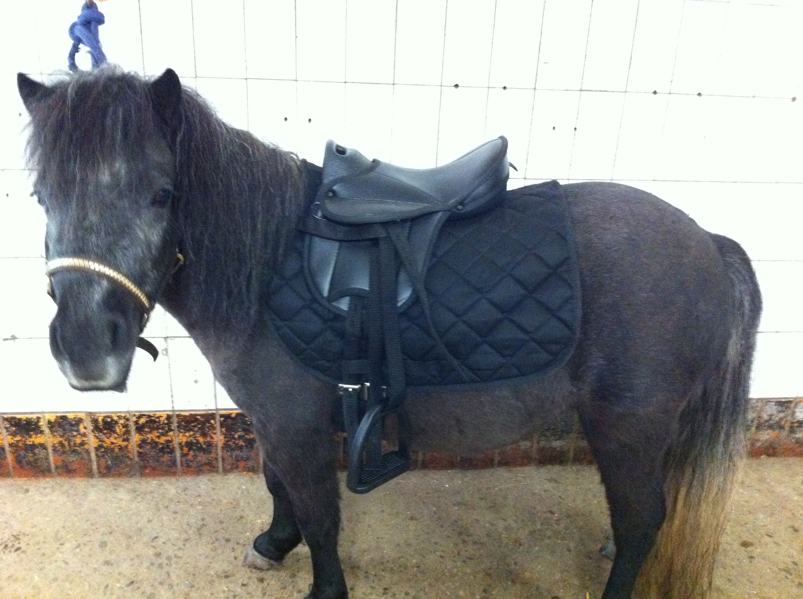 mini shetlander zadel | Bokt.nl