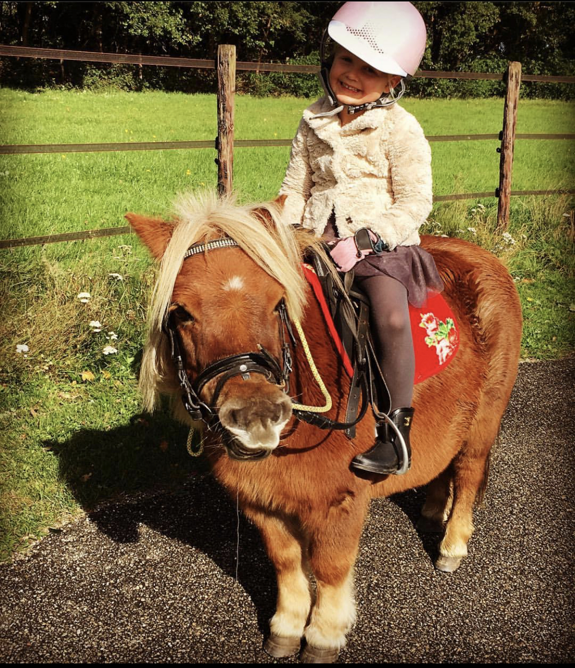 Lieve vos merrie kinderpony gezelschapspony Shetlander | Bokt.nl