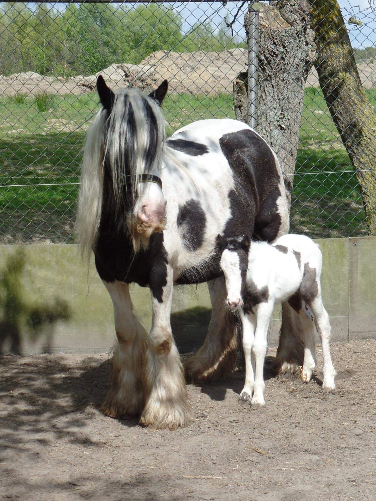 tinker merrie pssm1 vrij | Bokt.nl