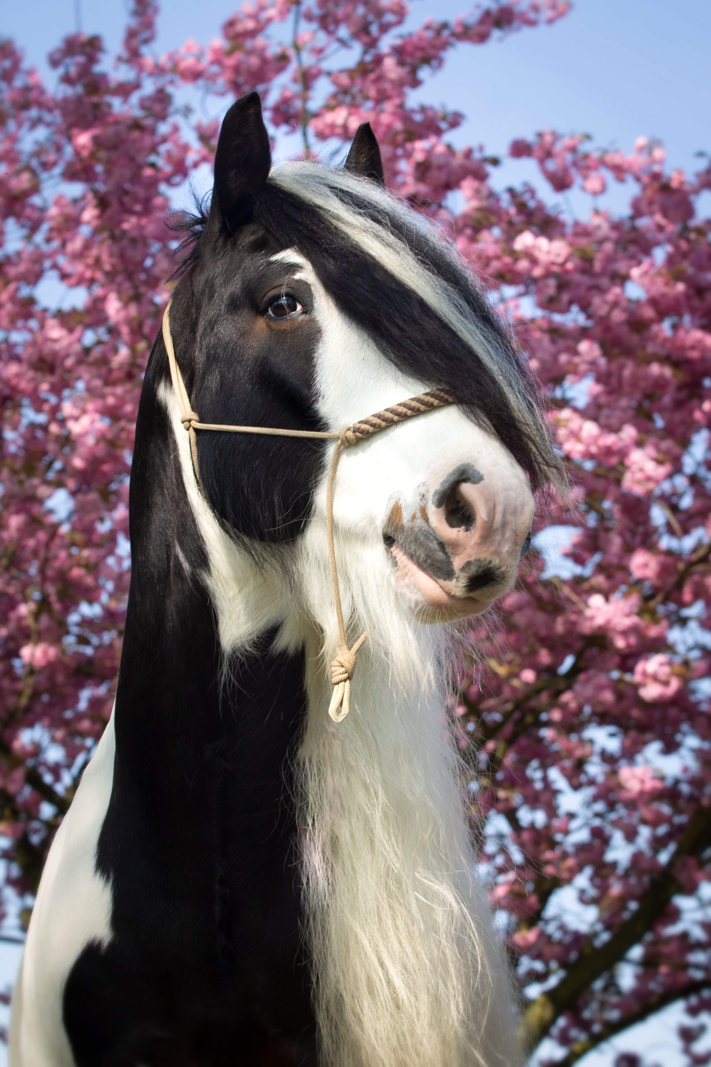 Mooi tinker hengst | Bokt.nl