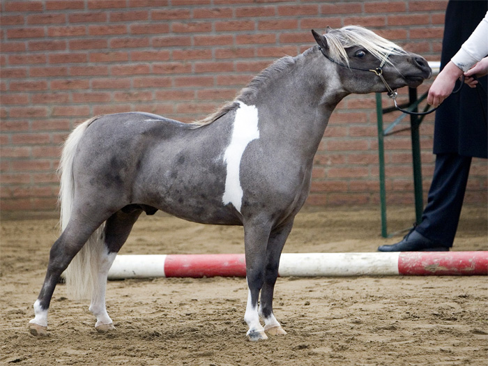 Prachtig silver dapple AMHA show/driving paardje | Bokt.nl