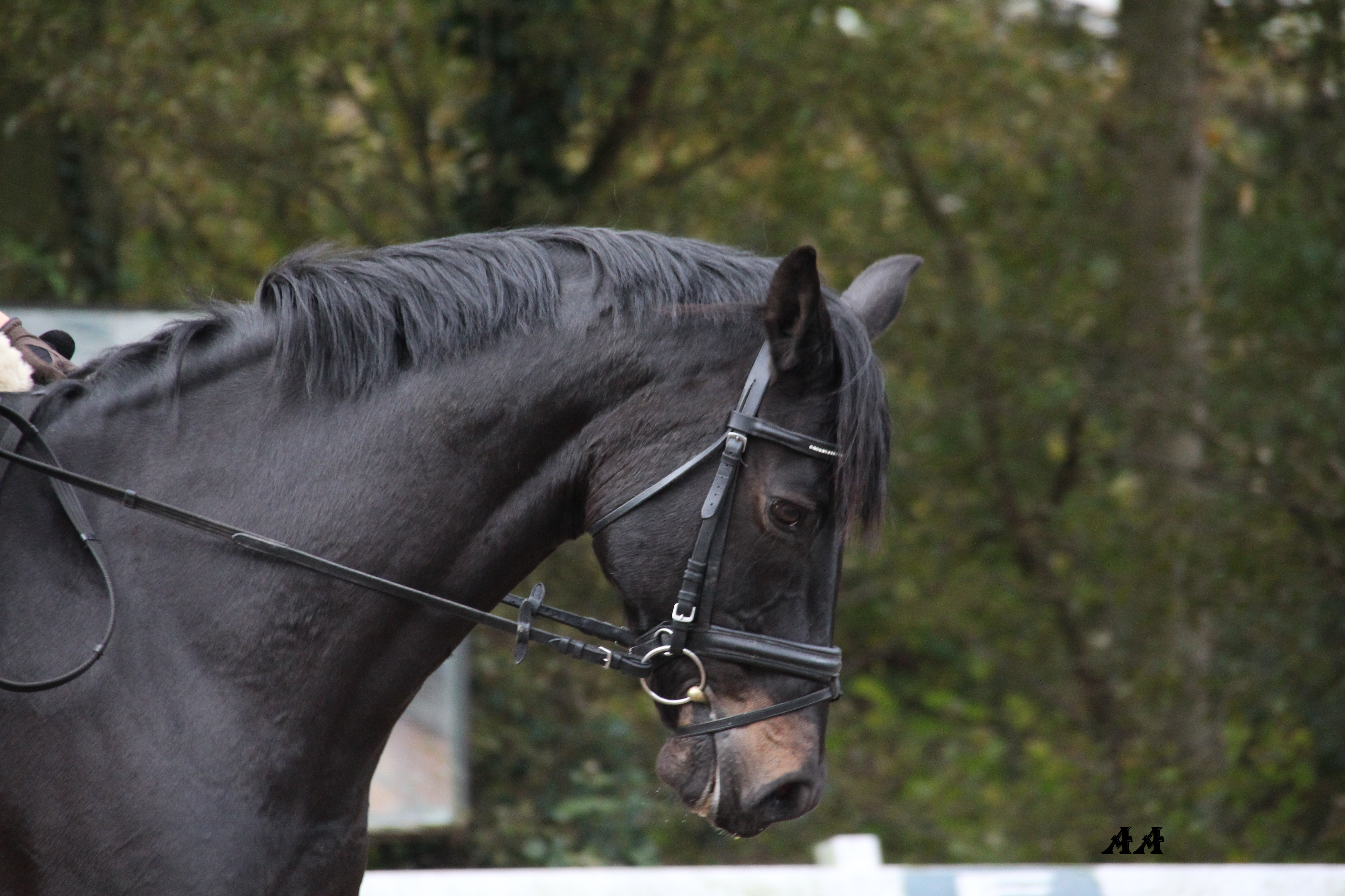 Goudeerlijke zwarte ruin (Orame X Zuidhorn) met uitstraling | Bokt.nl
