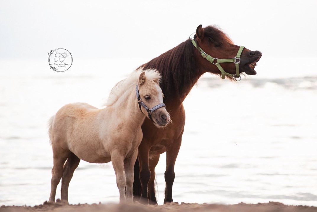 Palomino Shetlander veulen | Bokt.nl