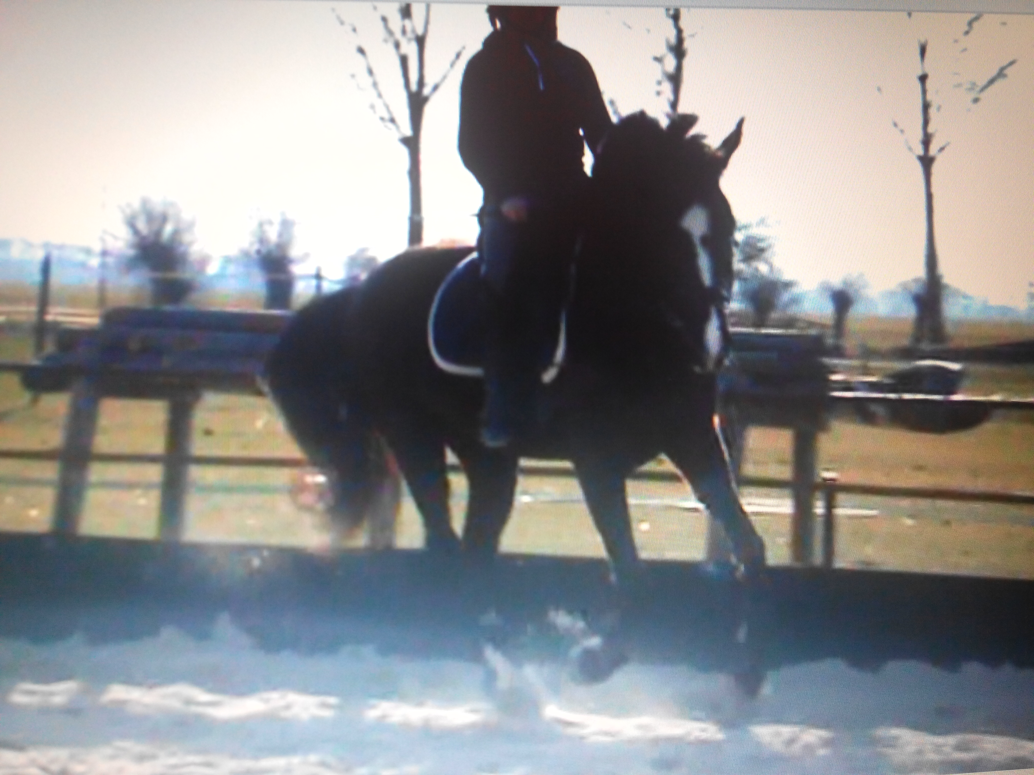 Lieve merrie met potentie! | Bokt.nl