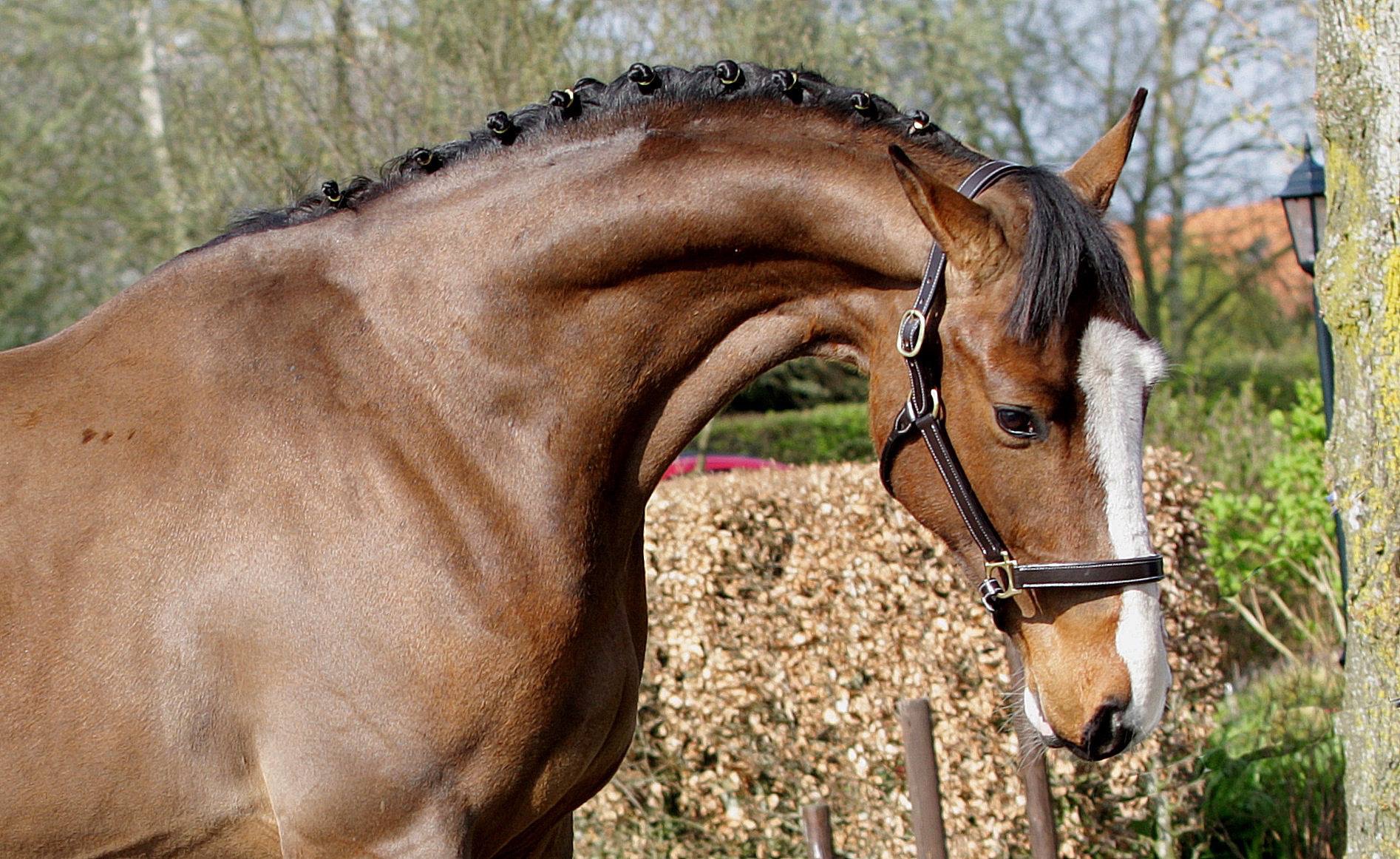 Ter dekking warmbloed hengst Rivant B | Bokt.nl