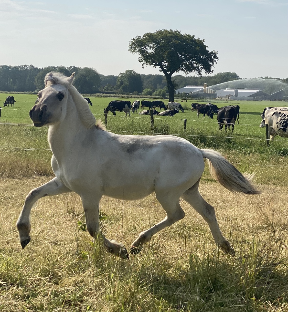 Gra Fjord jaarling te koop (FOKKERIJ) | Bokt.nl