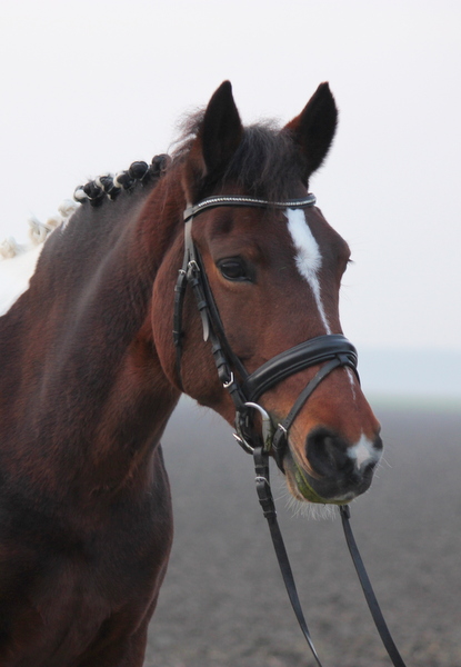 Leuke bonte rij/men pony | Bokt.nl