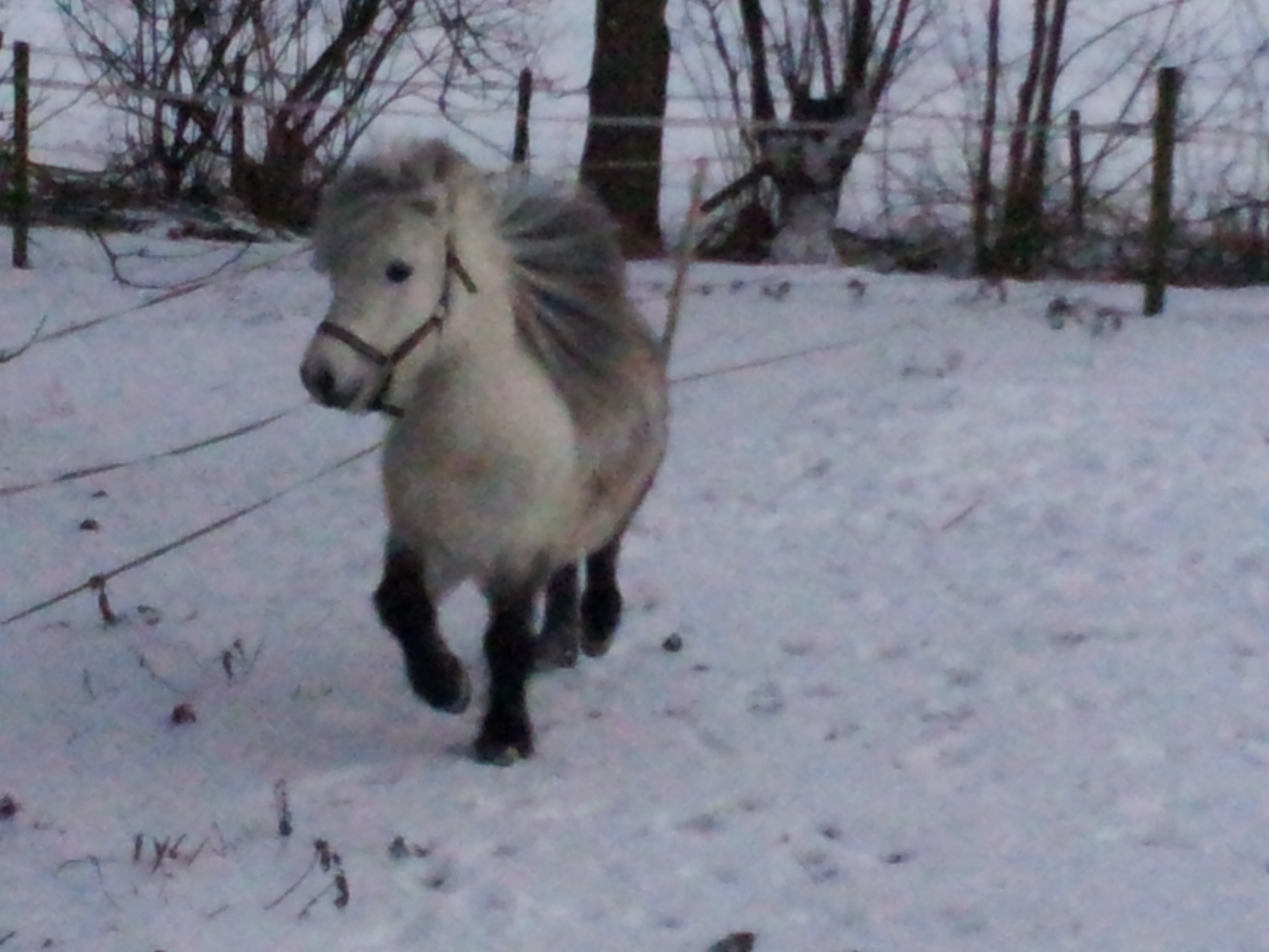 show, luxe minipaardje 75% amha goedgekeurd nmprs 91cm | Bokt.nl