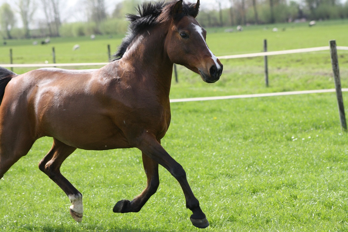D pony, new-forest x arabier | Bokt.nl