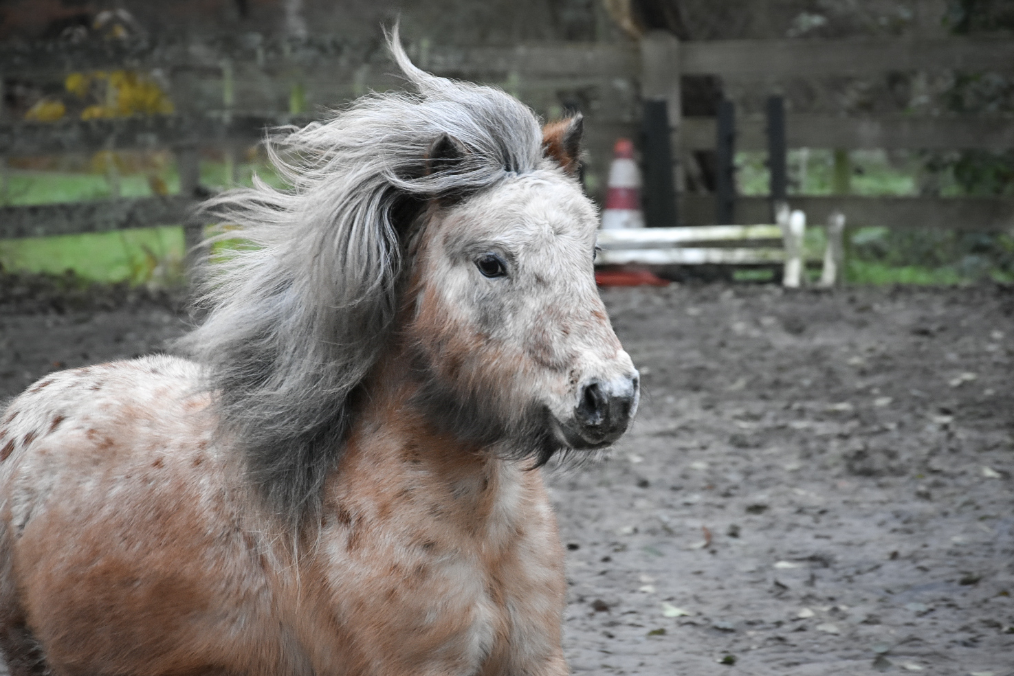 Gouden huis gezocht voor prachtige kinderpony | Bokt.nl