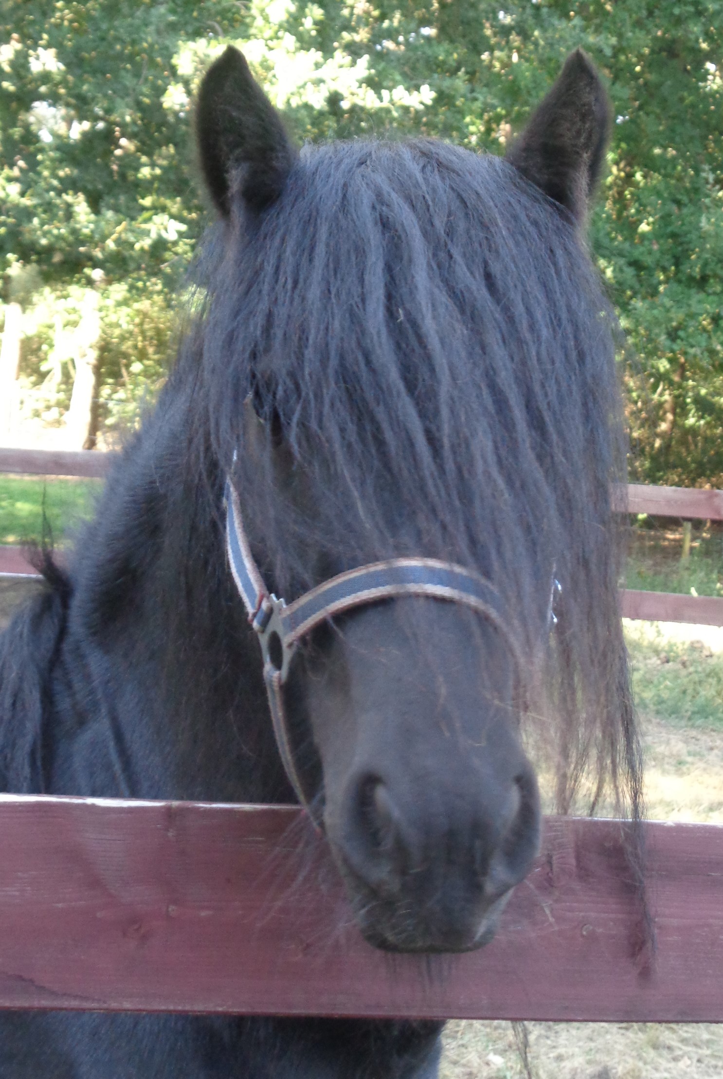 Fell pony, echte black beauty | Bokt.nl