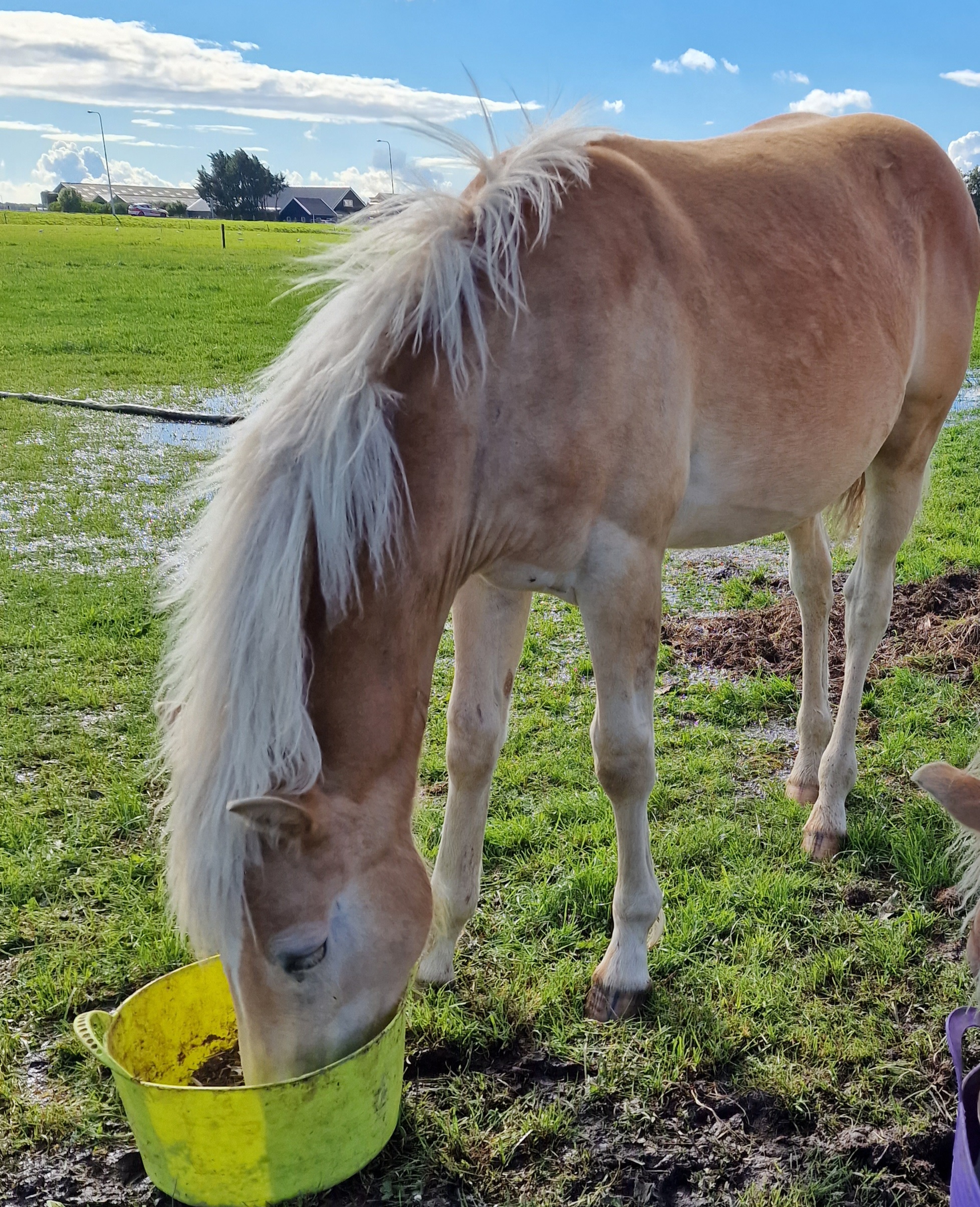 Prachtig Haflinger hengstveulen te koop | Bokt.nl
