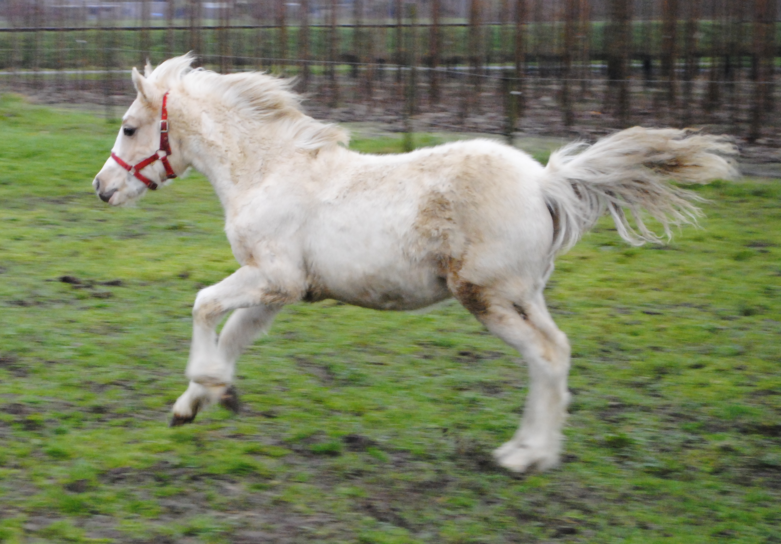 Palomino Welsh Cob merrieveulen! | Bokt.nl