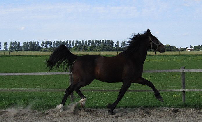Franse Draver ruin | Bokt.nl