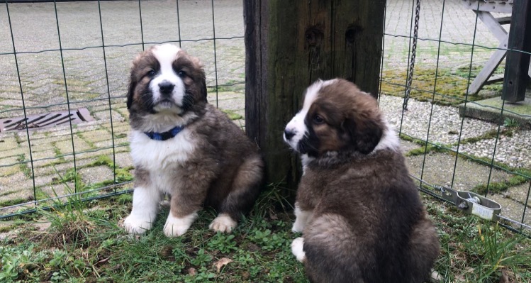 Sint Bernard x Berner Sennen pups | Bokt.nl