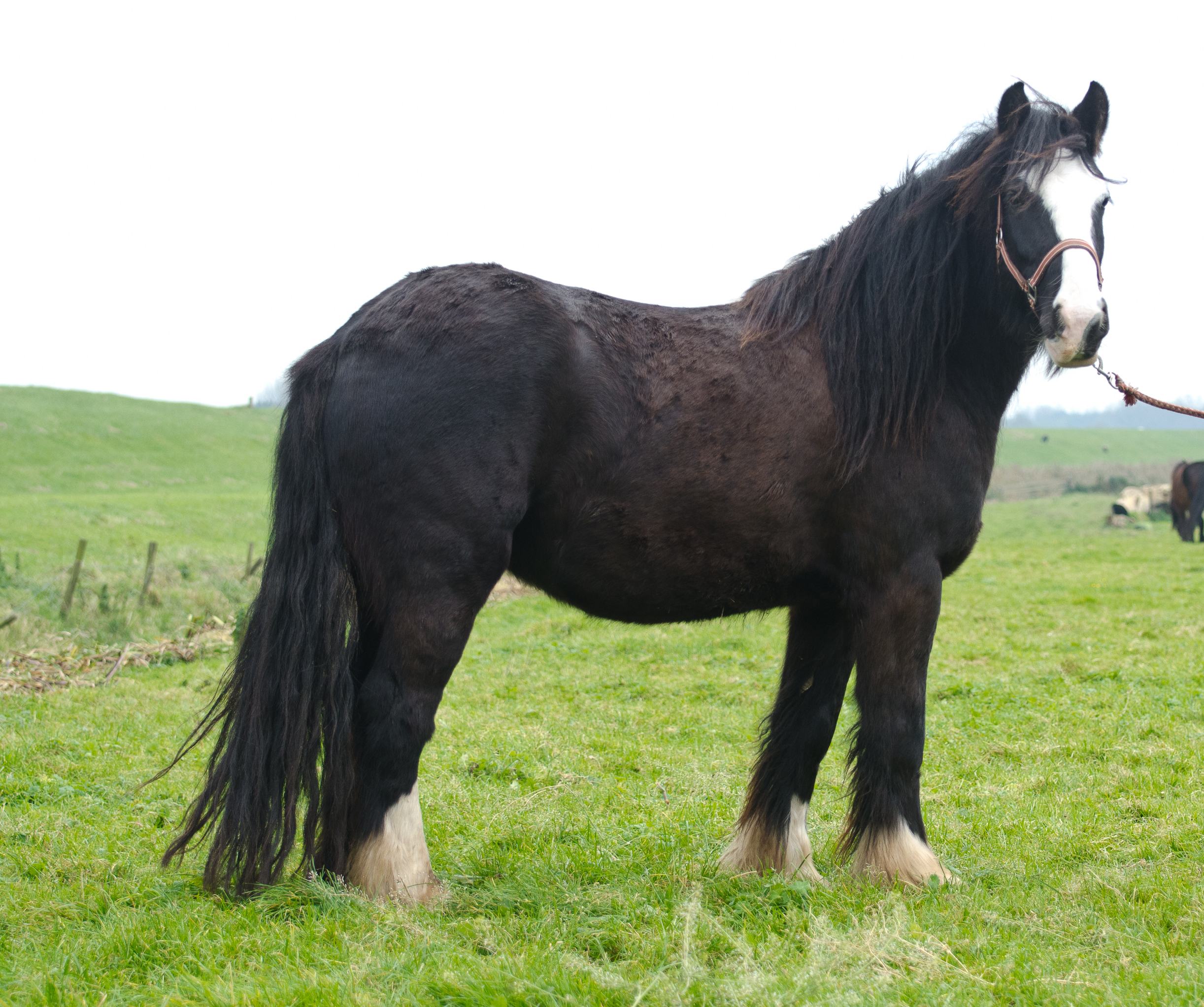 mooie zwarte super lieve tinker ruin | Bokt.nl