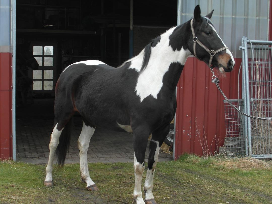 2 prachtige Deutscher Pinto's met goede afstamming | Bokt.nl
