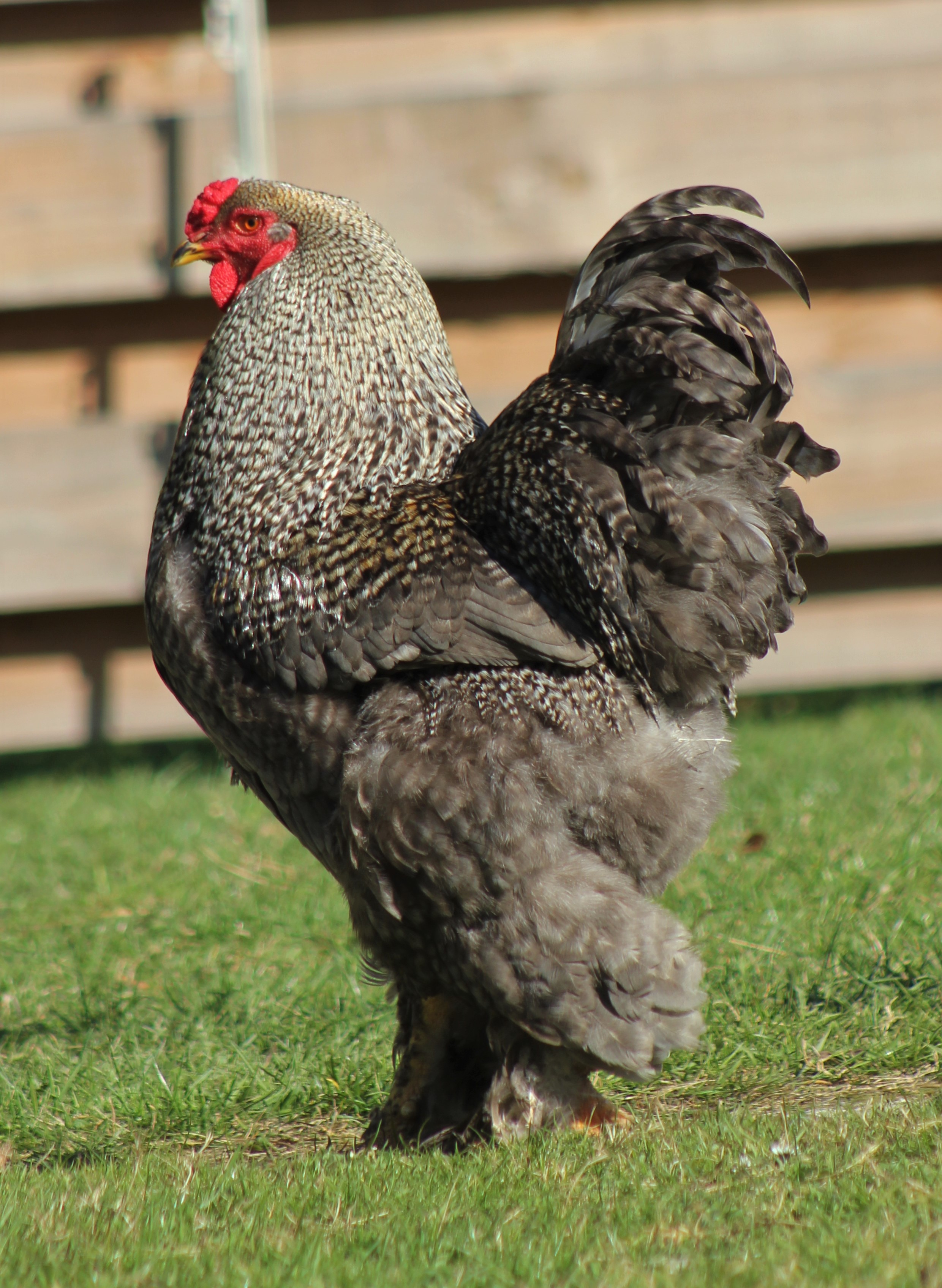 Brahma haan | Bokt.nl