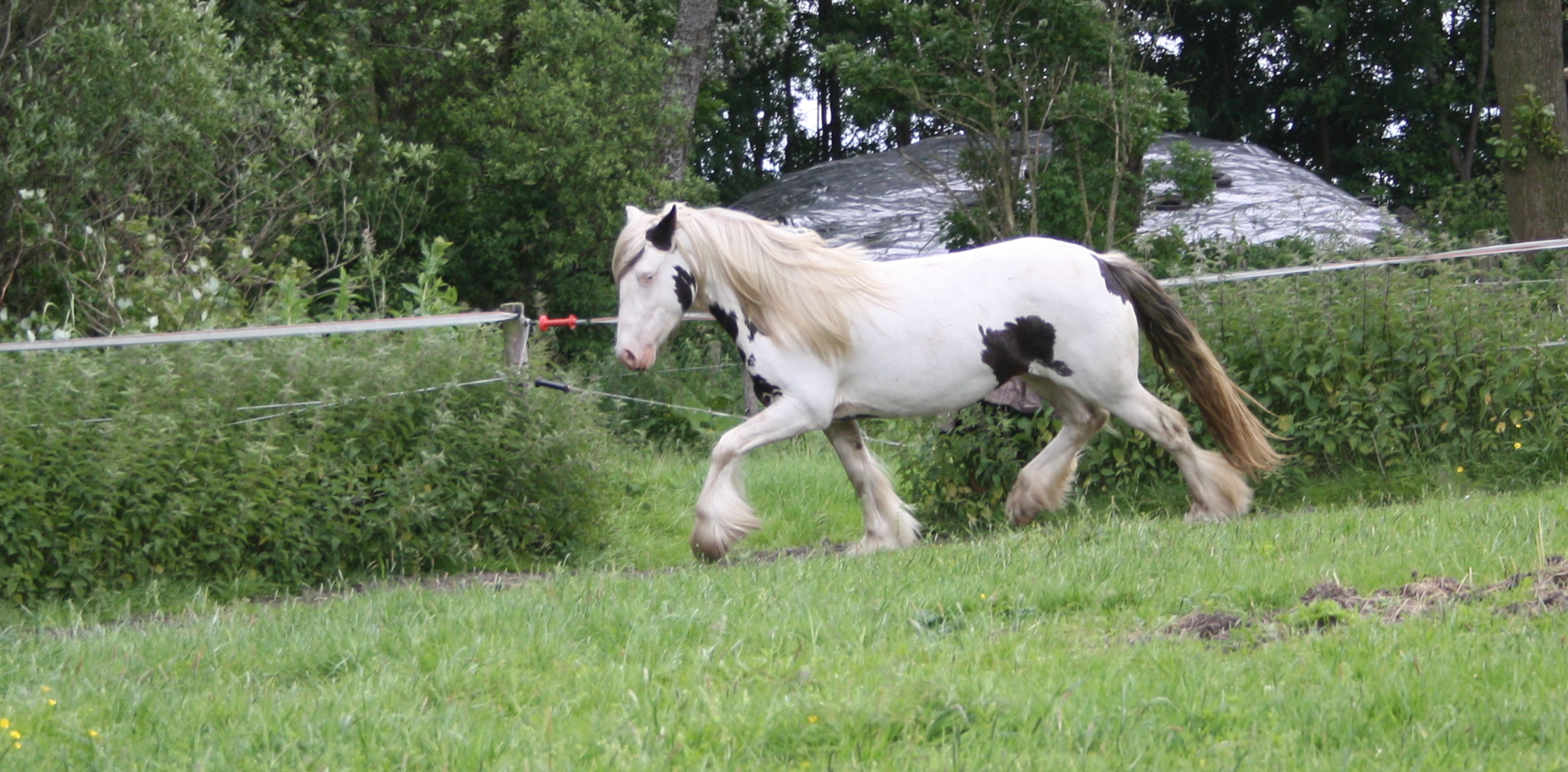 Prachtige tinker merrie met unieke tekening! *eye catcher* | Bokt.nl