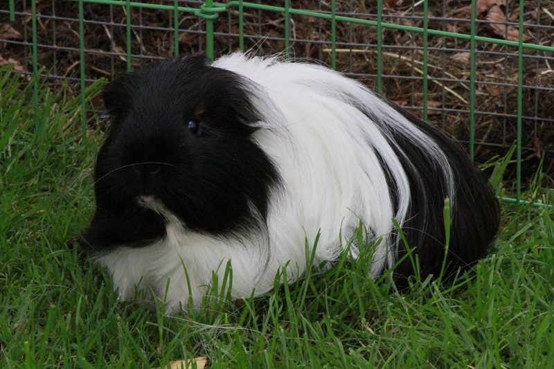 Cavia's 4x Beer / 1x Zeug zoeken goed tehuis! | Bokt.nl