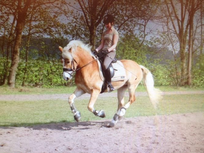 haflinger veulen voor de sport! | Bokt.nl