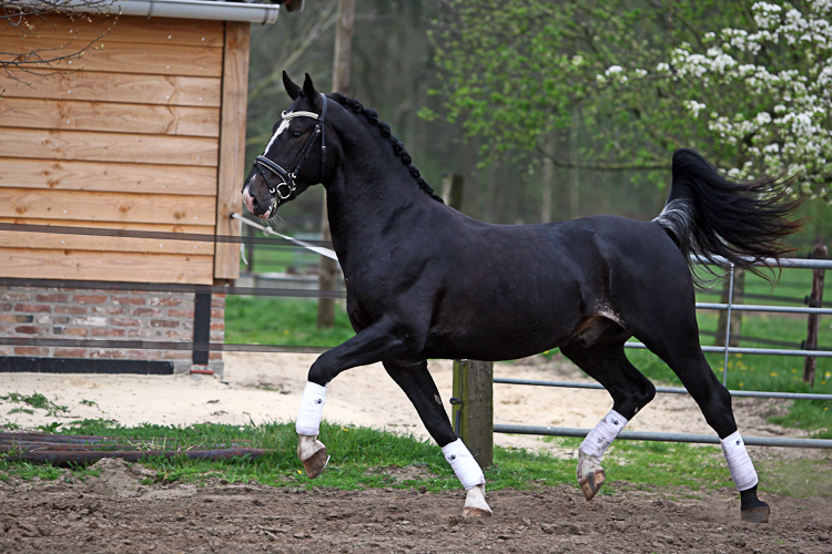 Ter dekking: Groninger dekhengst Oscar (IHW) | Bokt.nl