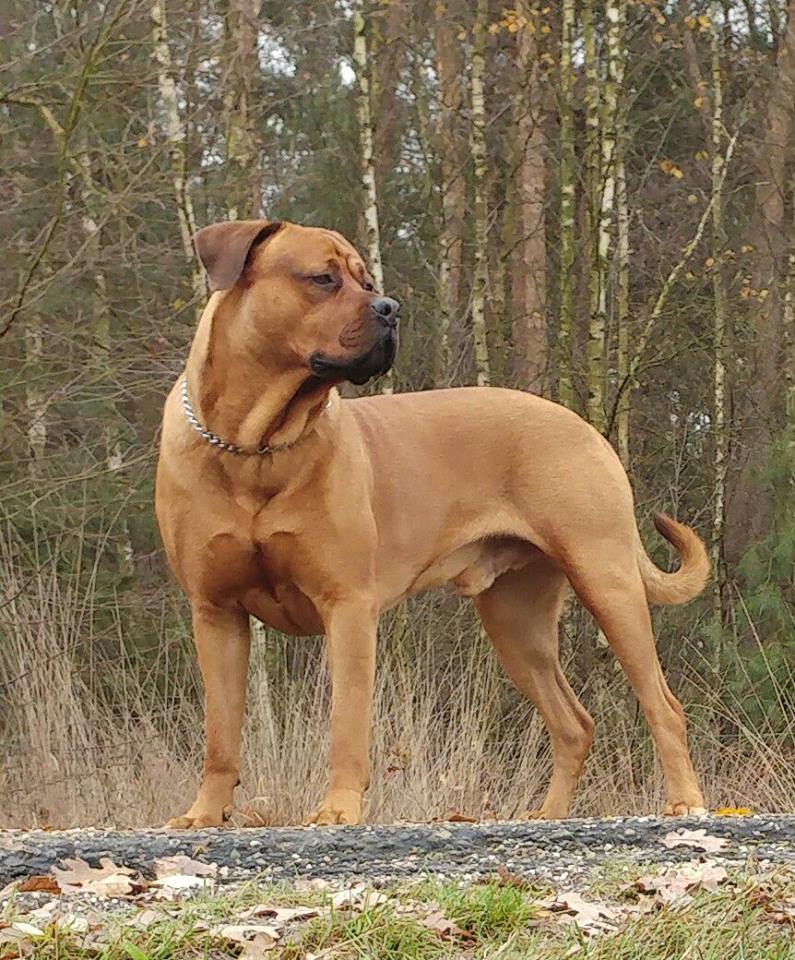 Prachtige Rottweiler bordeaux dog kruising ter dekking | Bokt.nl