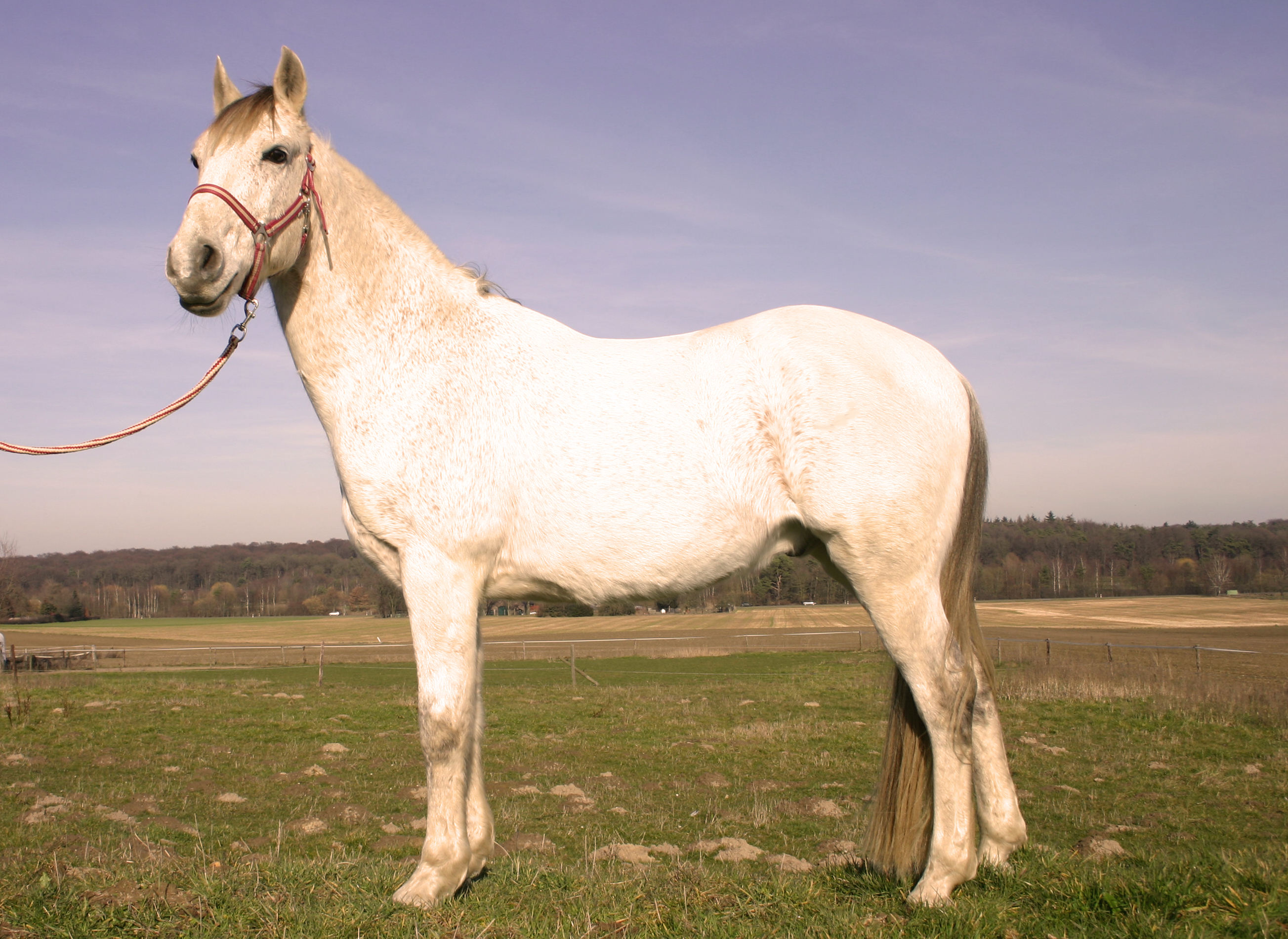 getalenteerde lusitano-arabier | Bokt.nl