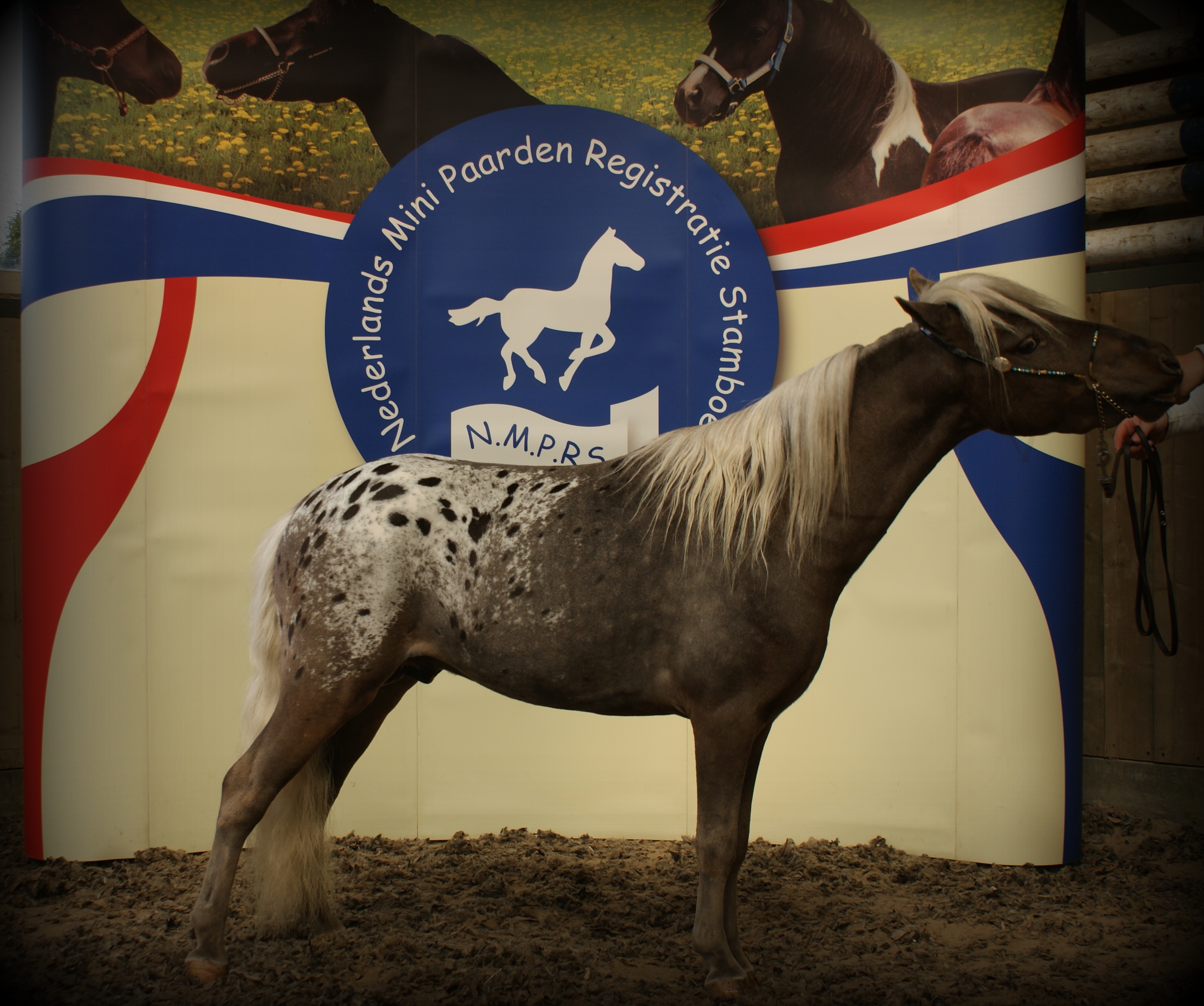 NMPRS Goegekeurd Silver Bay Appaloosa hengst | Bokt.nl