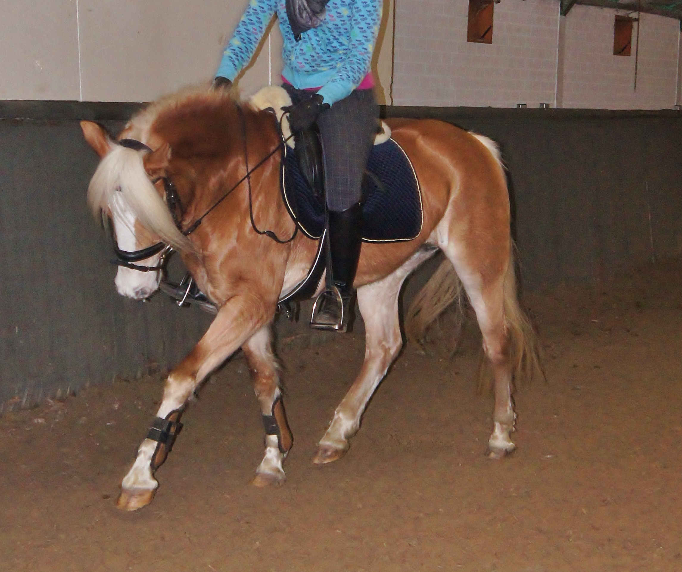 Mooie Sport Haflinger | Bokt.nl