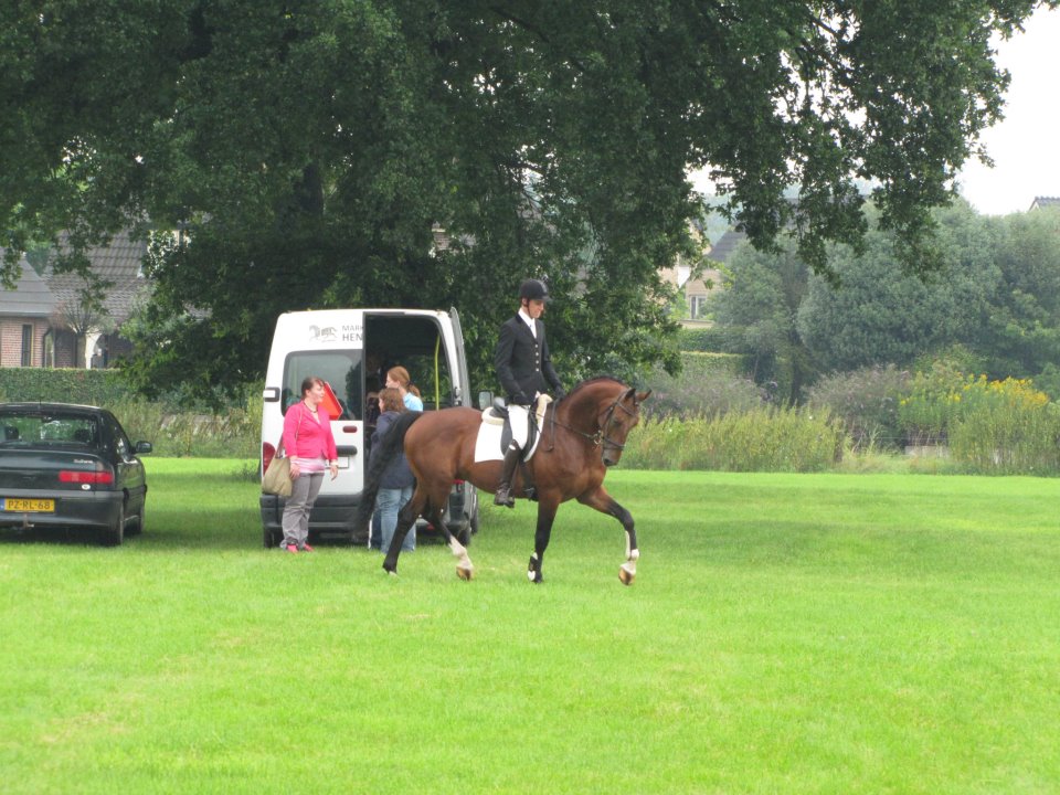 Ter dekking. Allrounde gelderse hengst met TOPkarakter | Bokt.nl
