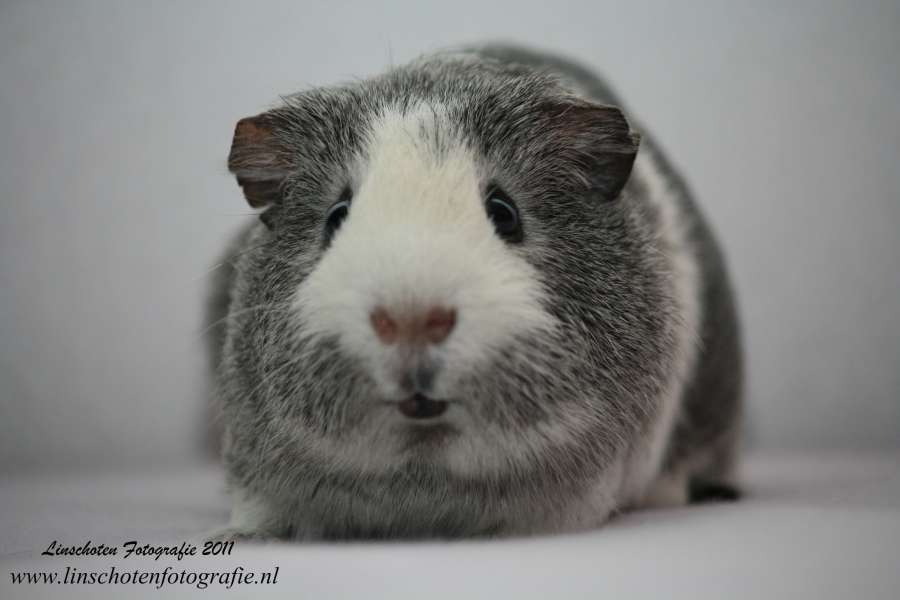 Cavia, Beer 8 maanden oud, zilveragouti. | Bokt.nl