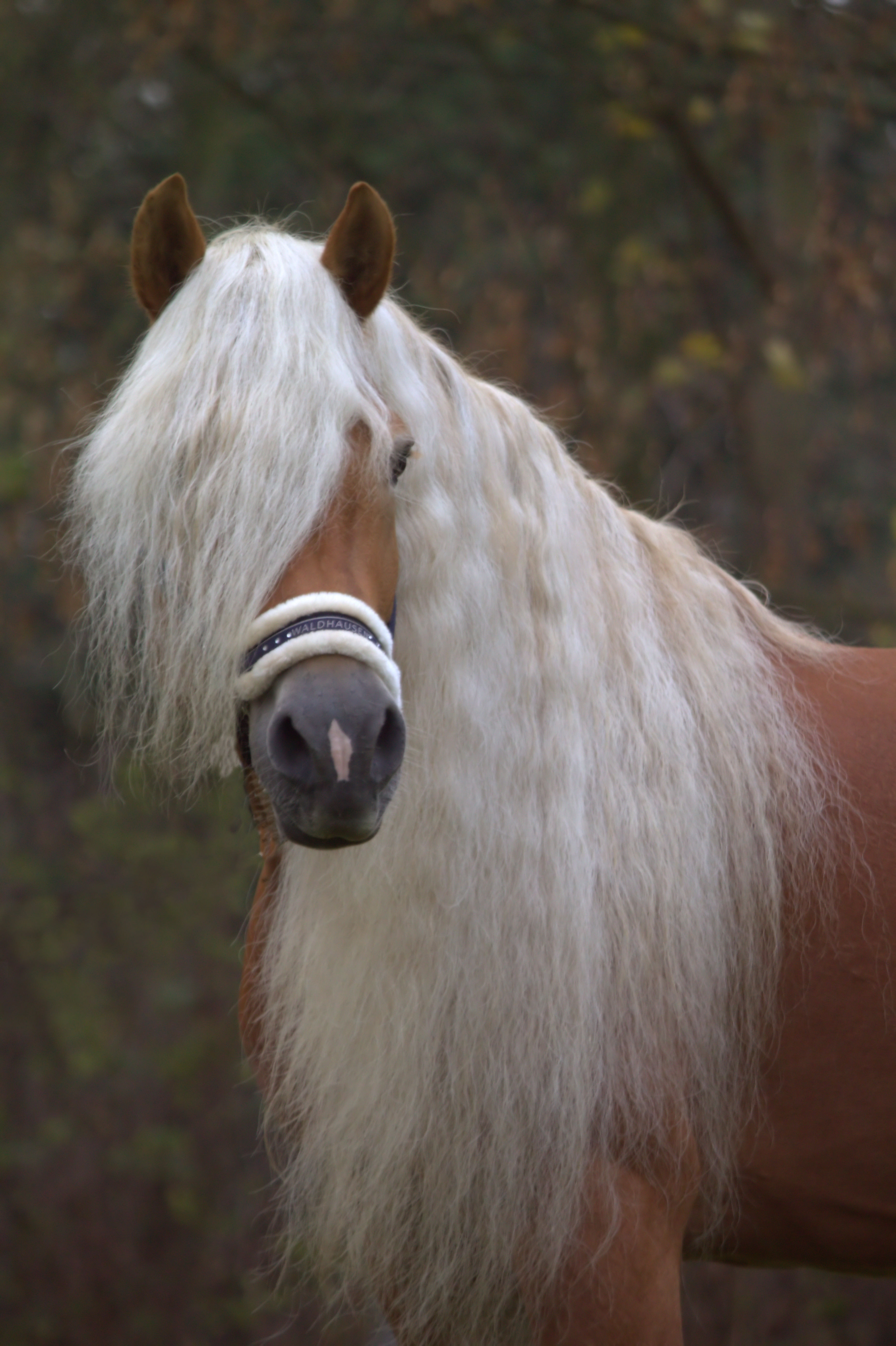 Prachtige haflinger te koop | Bokt.nl