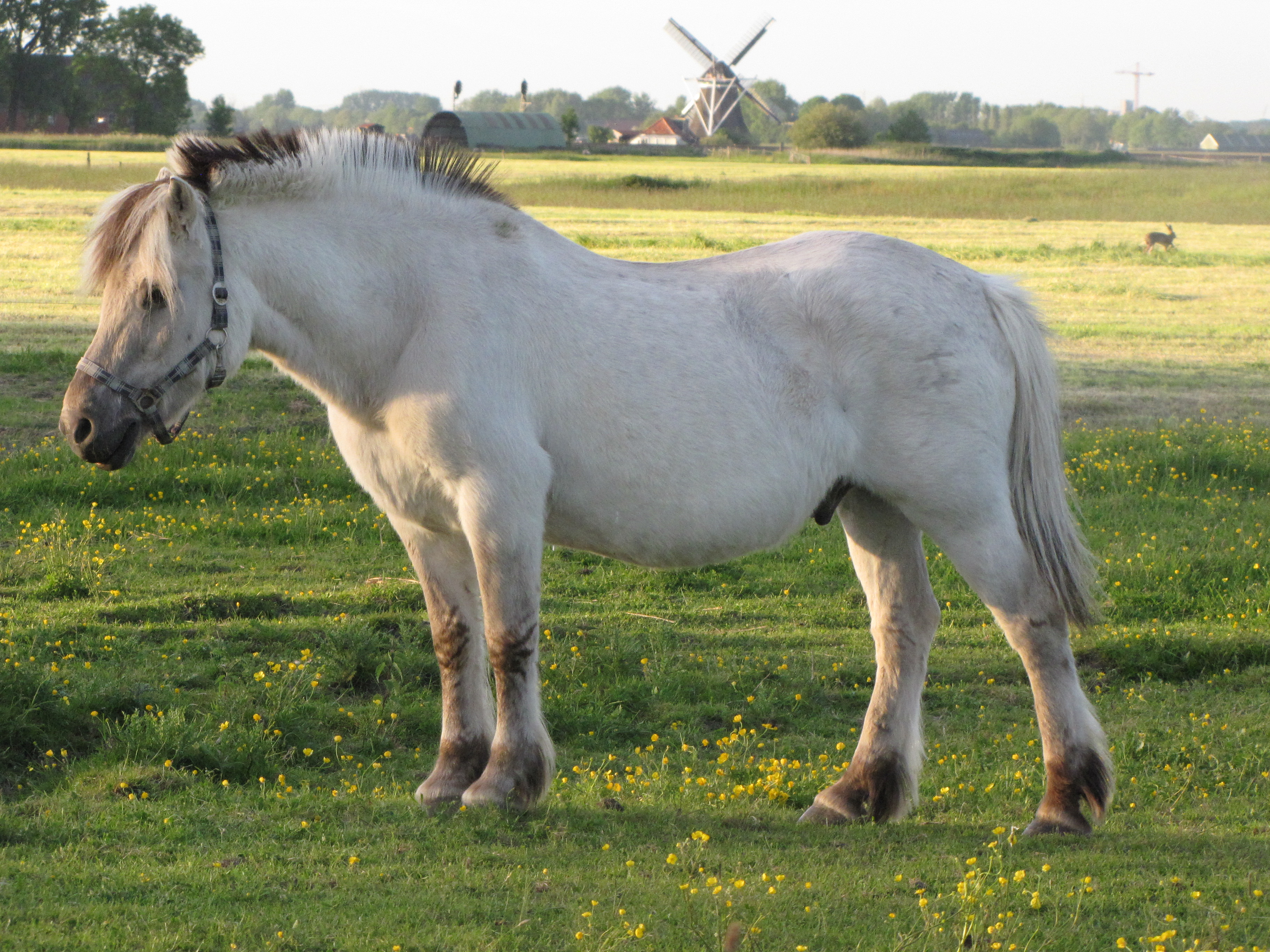 Super goed thuis gezocht voor Gra Fjord ruin * Gratis | Bokt.nl