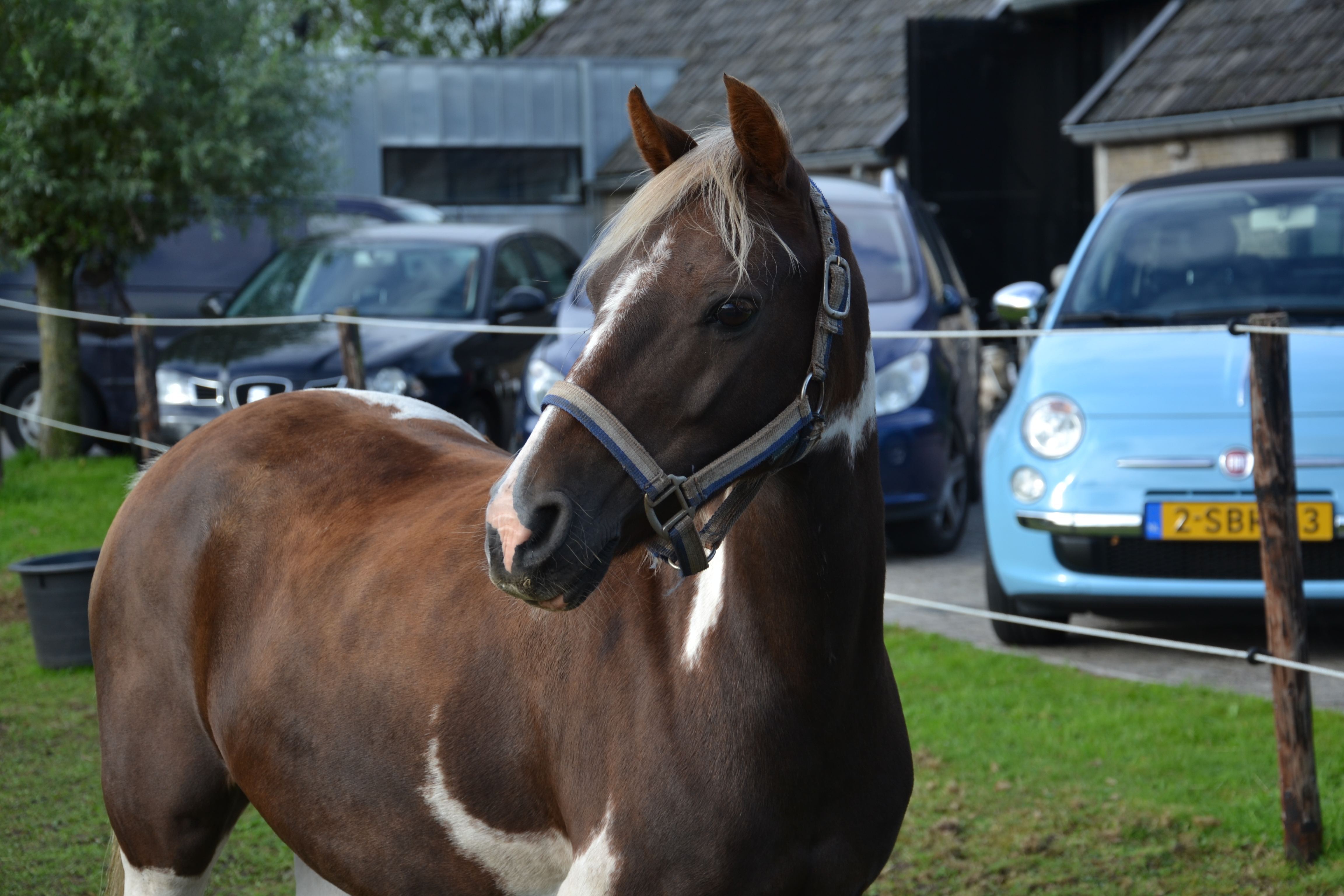 Leuke Welsh B Pony, dressuur (merrie) | Bokt.nl