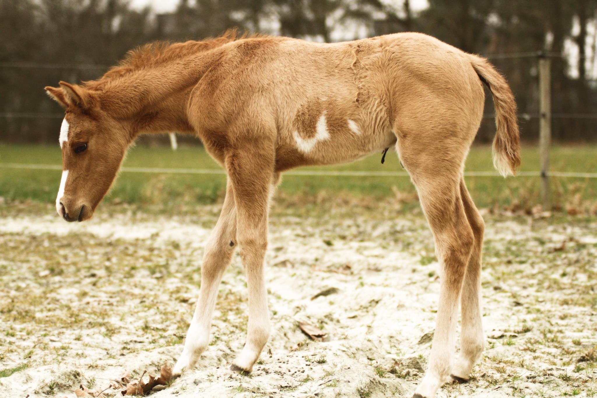 Red dun overo hengstenveulen | Bokt.nl
