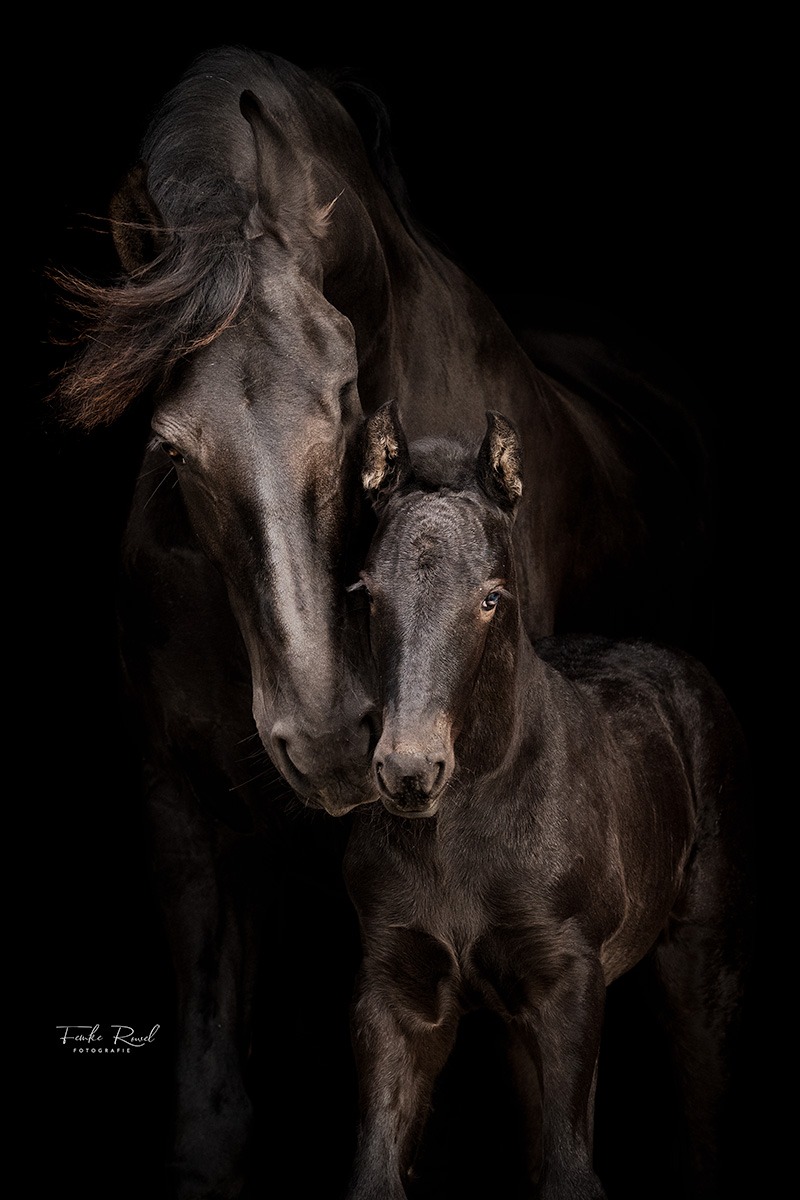 Bijzondere foto's van merrie & veulen! | Bokt.nl