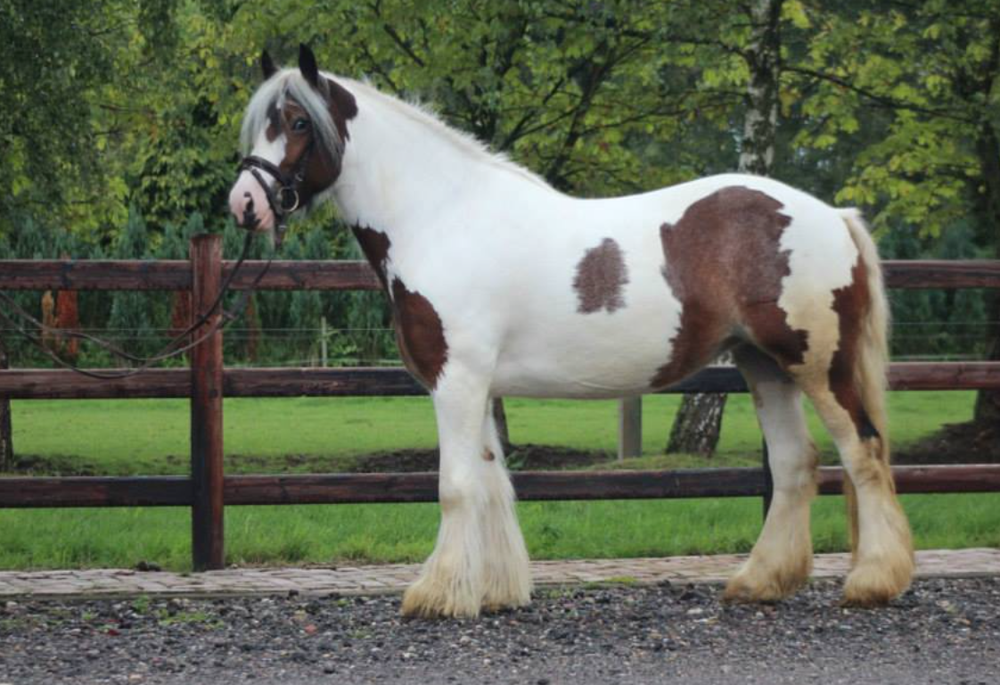Mooie, grote tinker merrie te koop | Bokt.nl