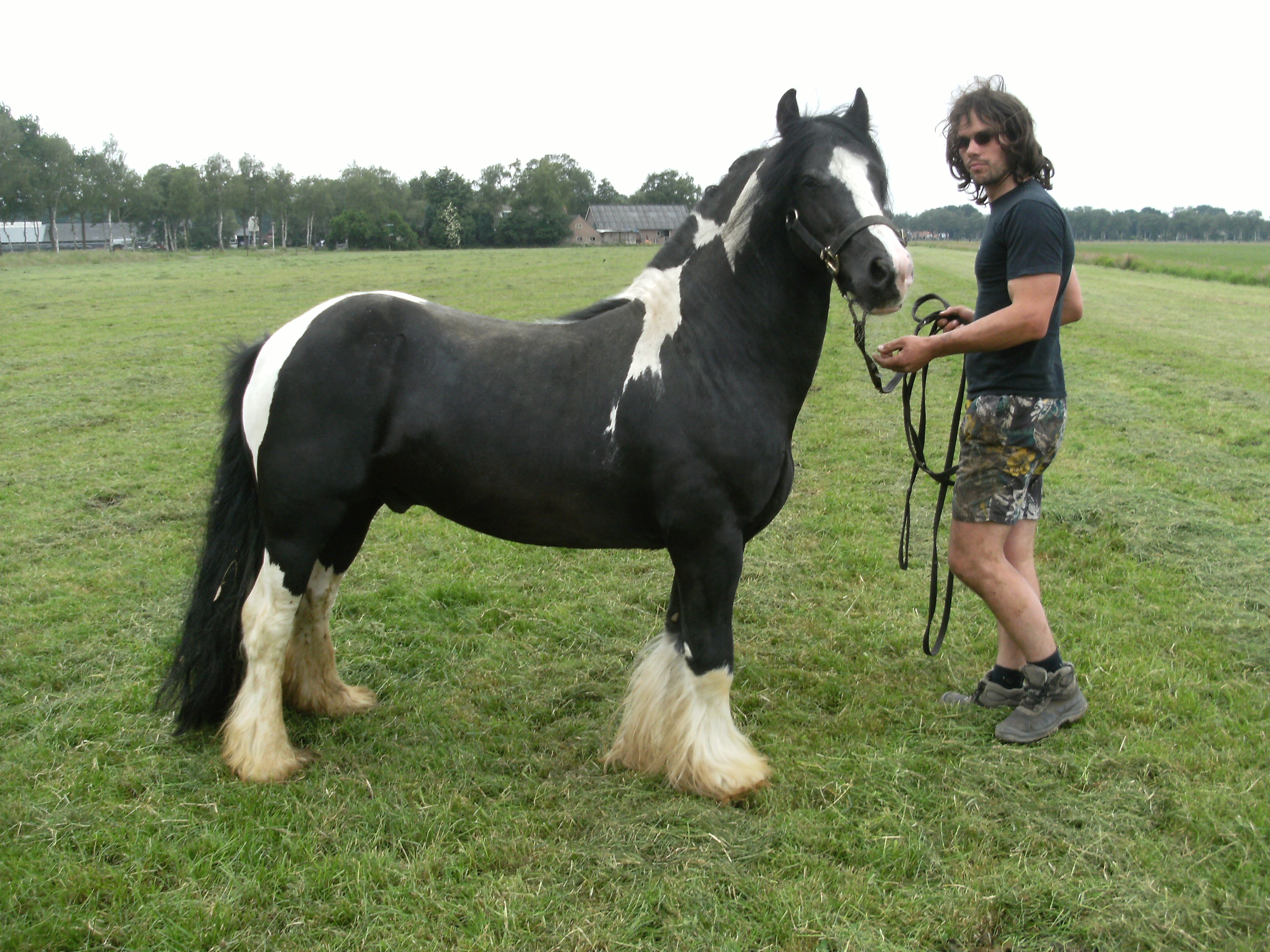 MINI tinker - Irish Cob | Bokt.nl