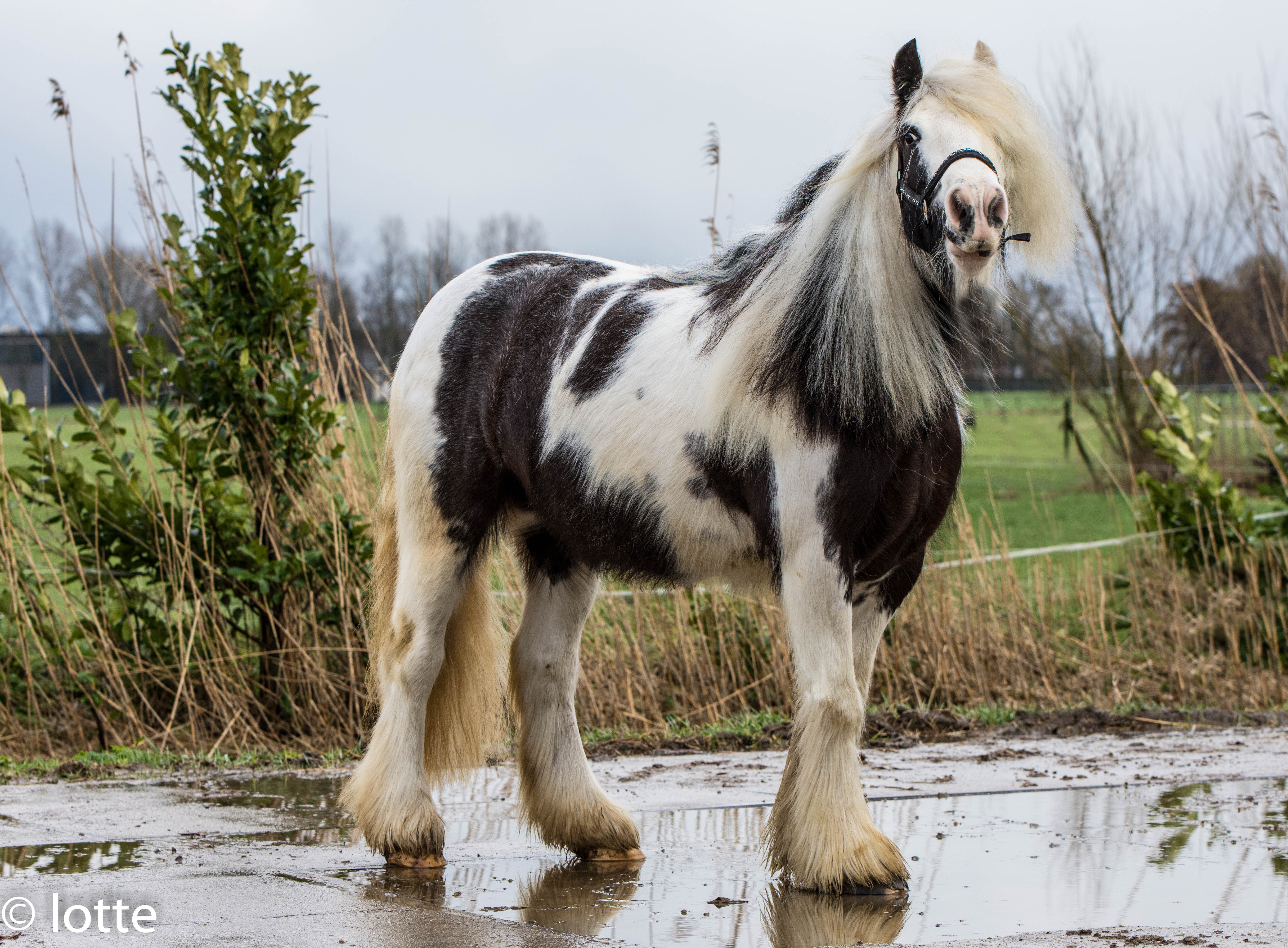 Te koop mooie 10 jarige tinker merrie | Bokt.nl