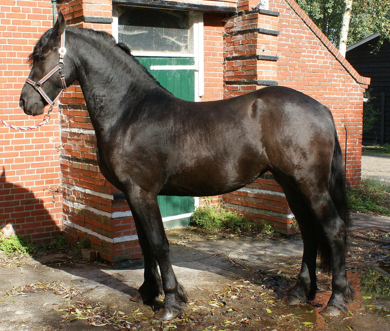 Prachtige 2jarige Friese merrie v. Andries 415 | Bokt.nl