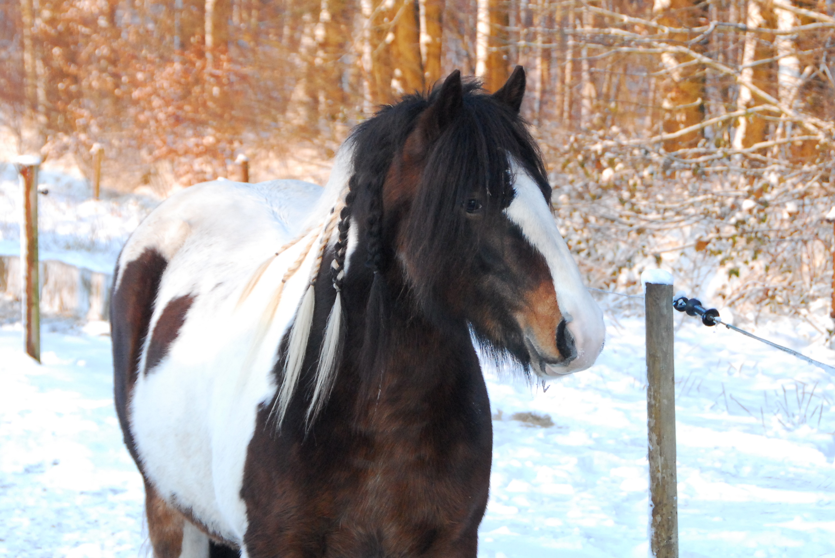 Prachtige 8-jarige bruinbonte Tinker/Irish Cob stermerrie | Bokt.nl