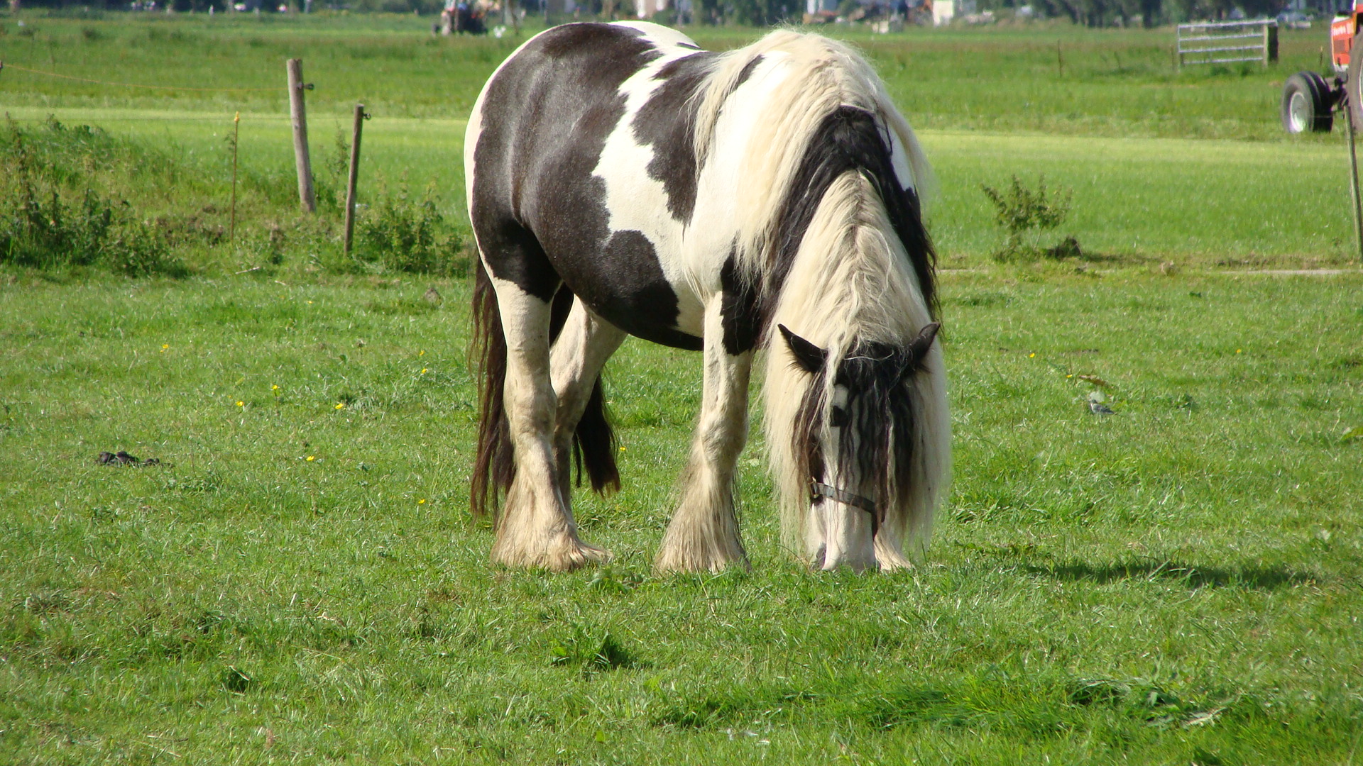 Prachtige tinker merrie | Bokt.nl