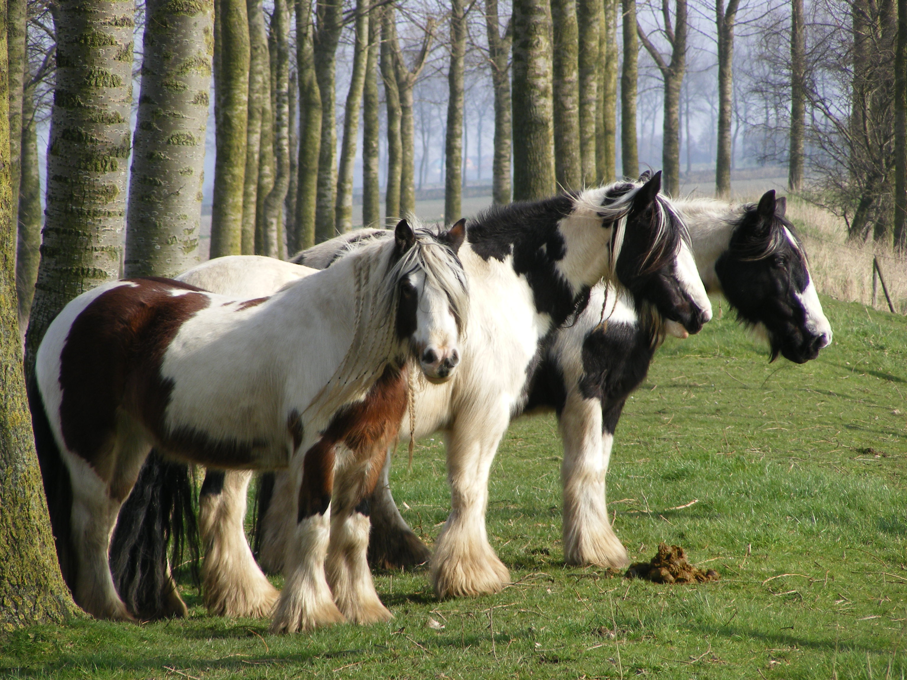 ZEER MOOIE 5 jarige tinker merrie (driekleur ) | Bokt.nl